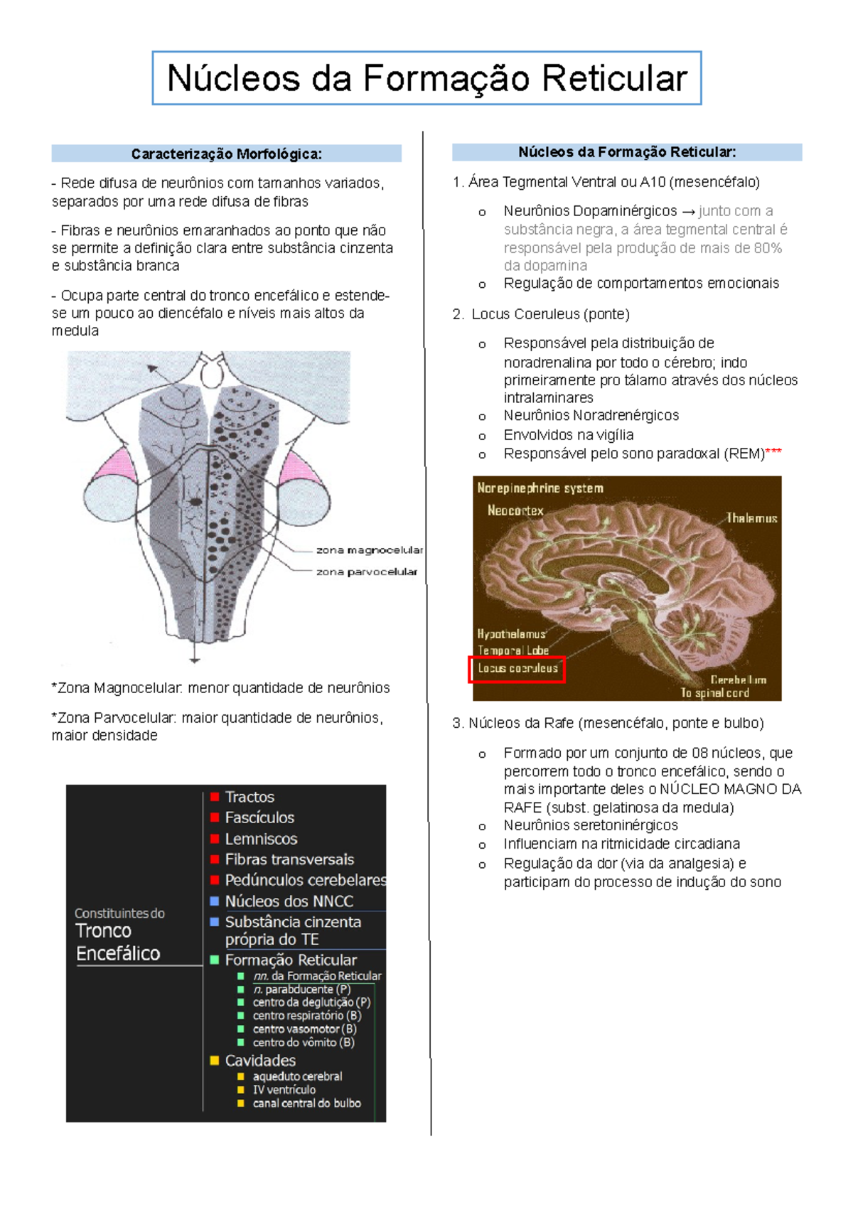 Núcleos da Formação Reticular - Caracterização Morfológica: Rede difusa ...