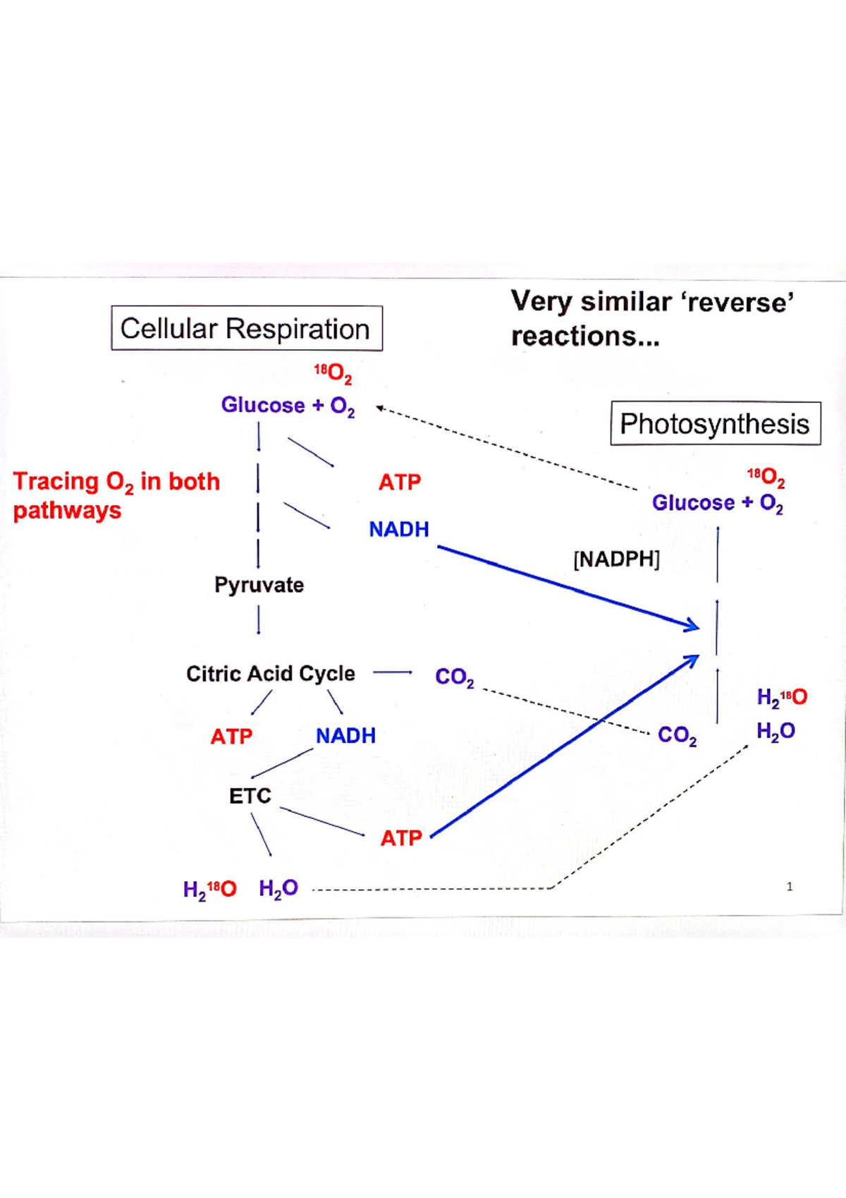 Cellular respiration vs photosynthesis - BSC 1010C - Studocu