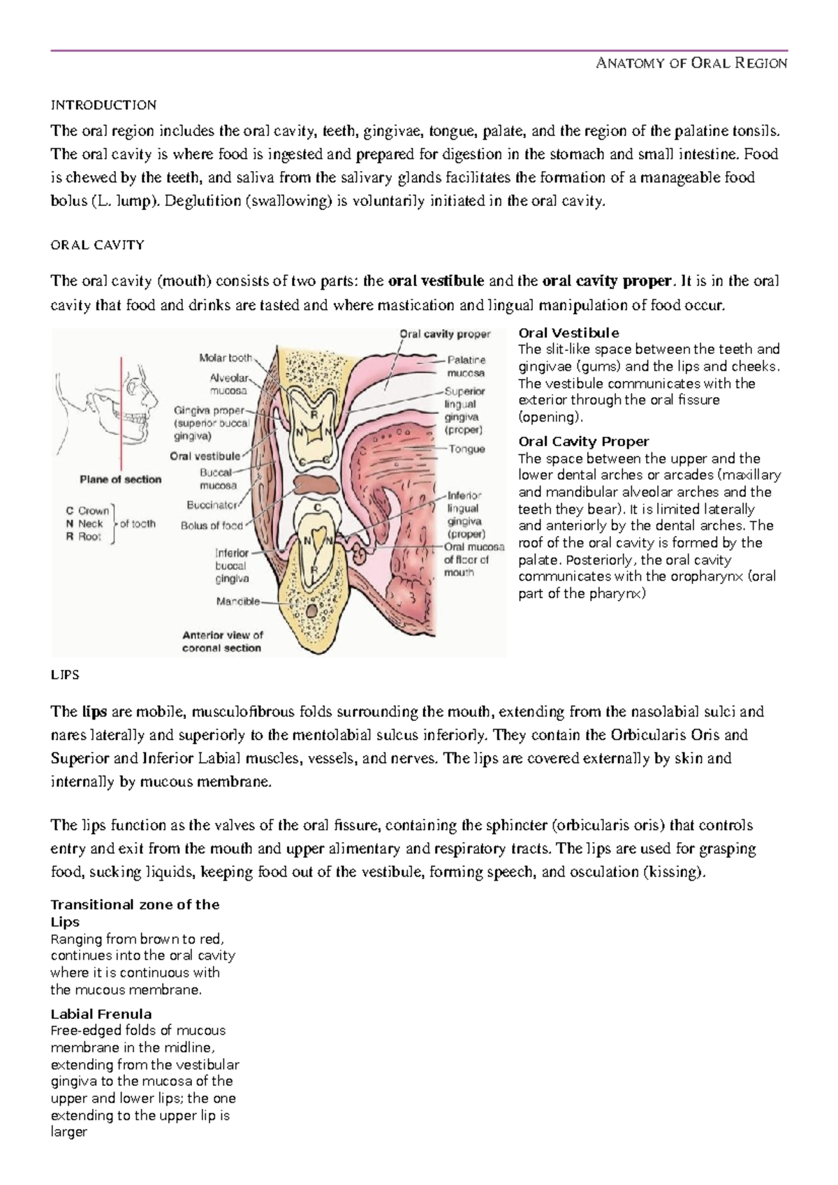 Anatomy of Oral Region study guide - ANATOMY OF ORAL REGION ...
