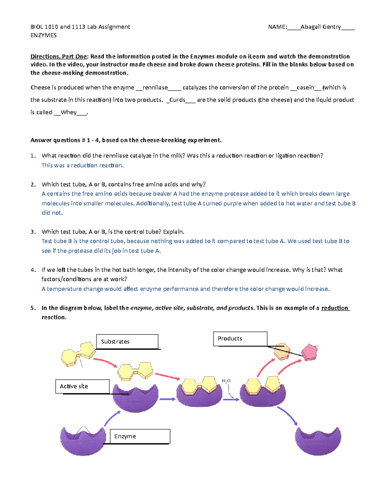 Lab 6 Assignment Enzymes Gentry Abagail - BIOL 1010 and 1113 Lab ...