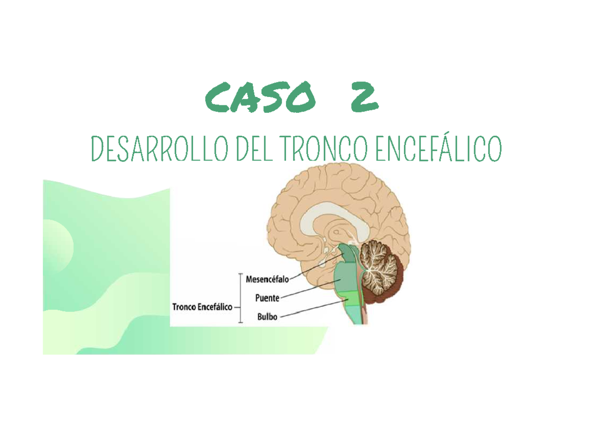 Embriología caso clínico - CASO 2 DESARROLLO DEL TRONCO ENCEFÁLICO ...