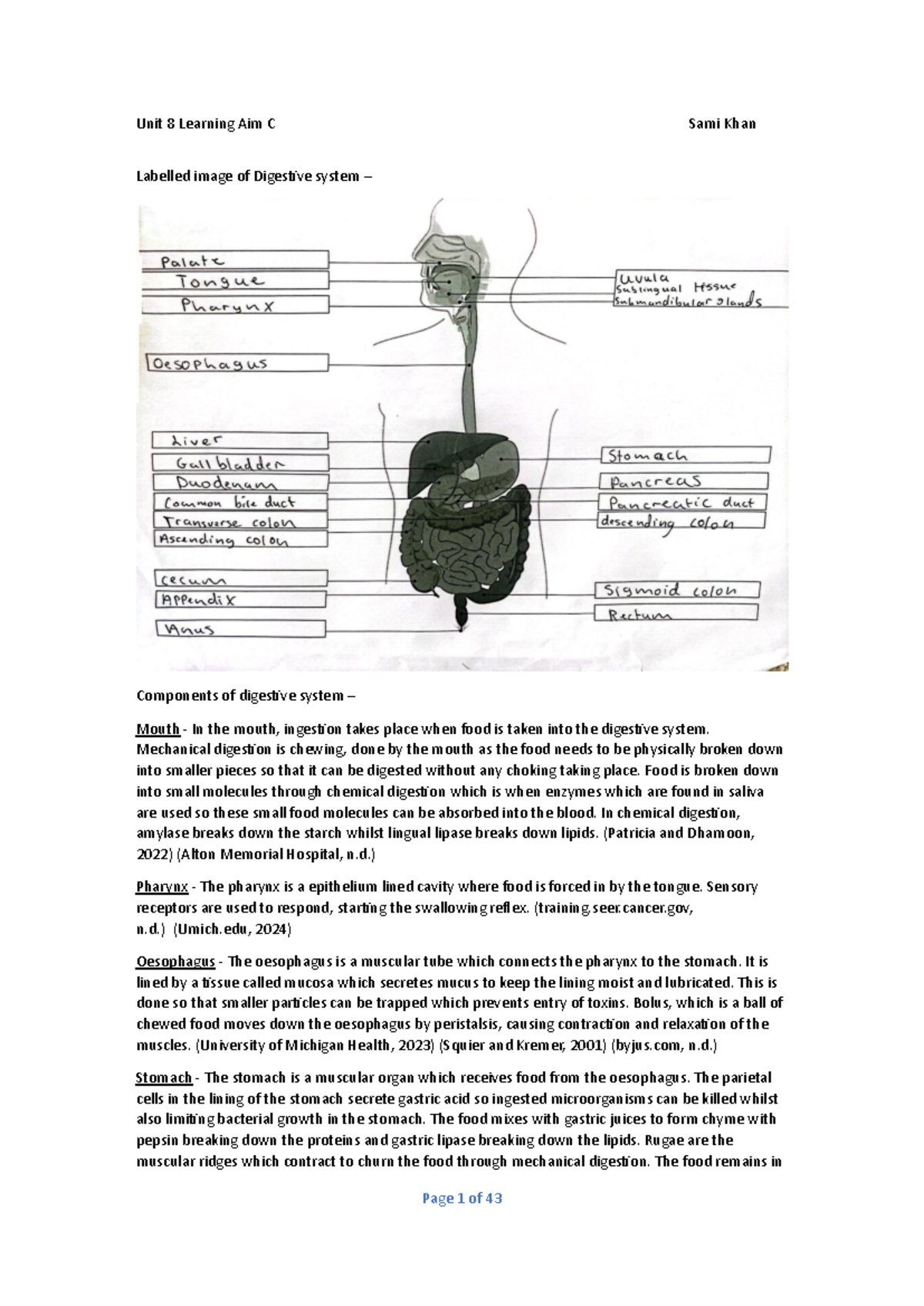 Screenshot 2024-07-08 at 5.03.37 PM - Labelled image of Digestive ...