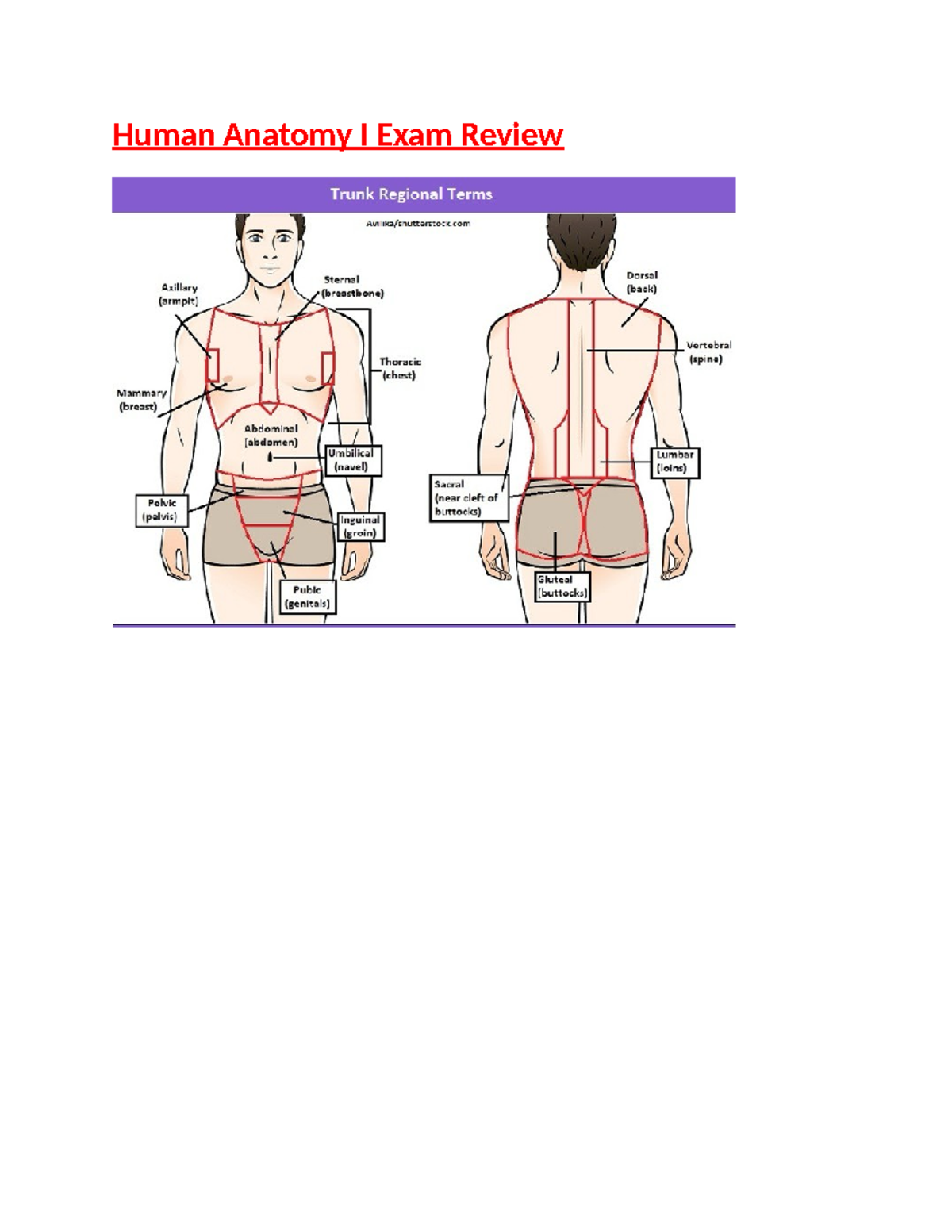 Anatomical structure - Human Anatomy I Exam Review Trunk Regional Terms ...