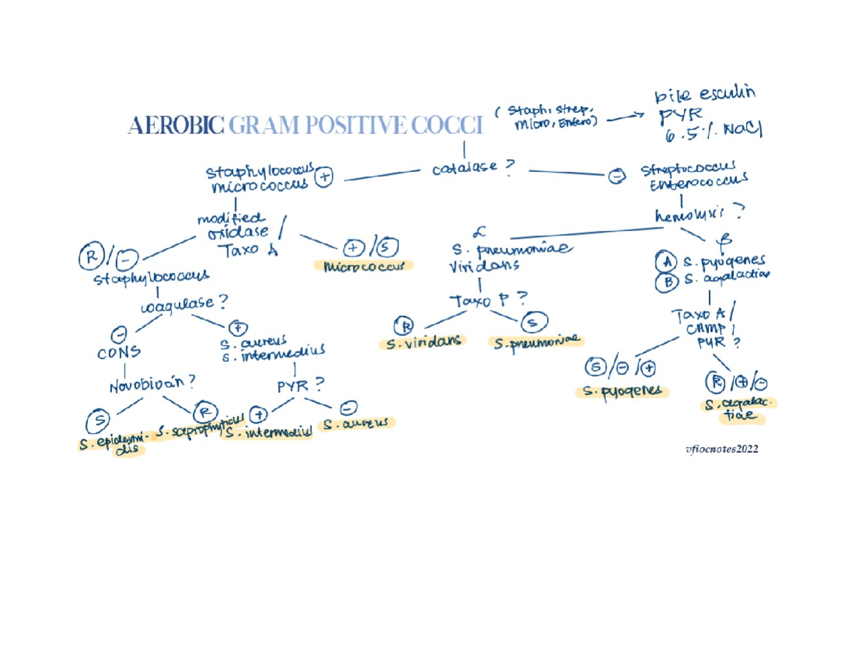 Clinical Bacte Workup - asdfasdf - bile esculin ( staph, strep, AEROBIC ...