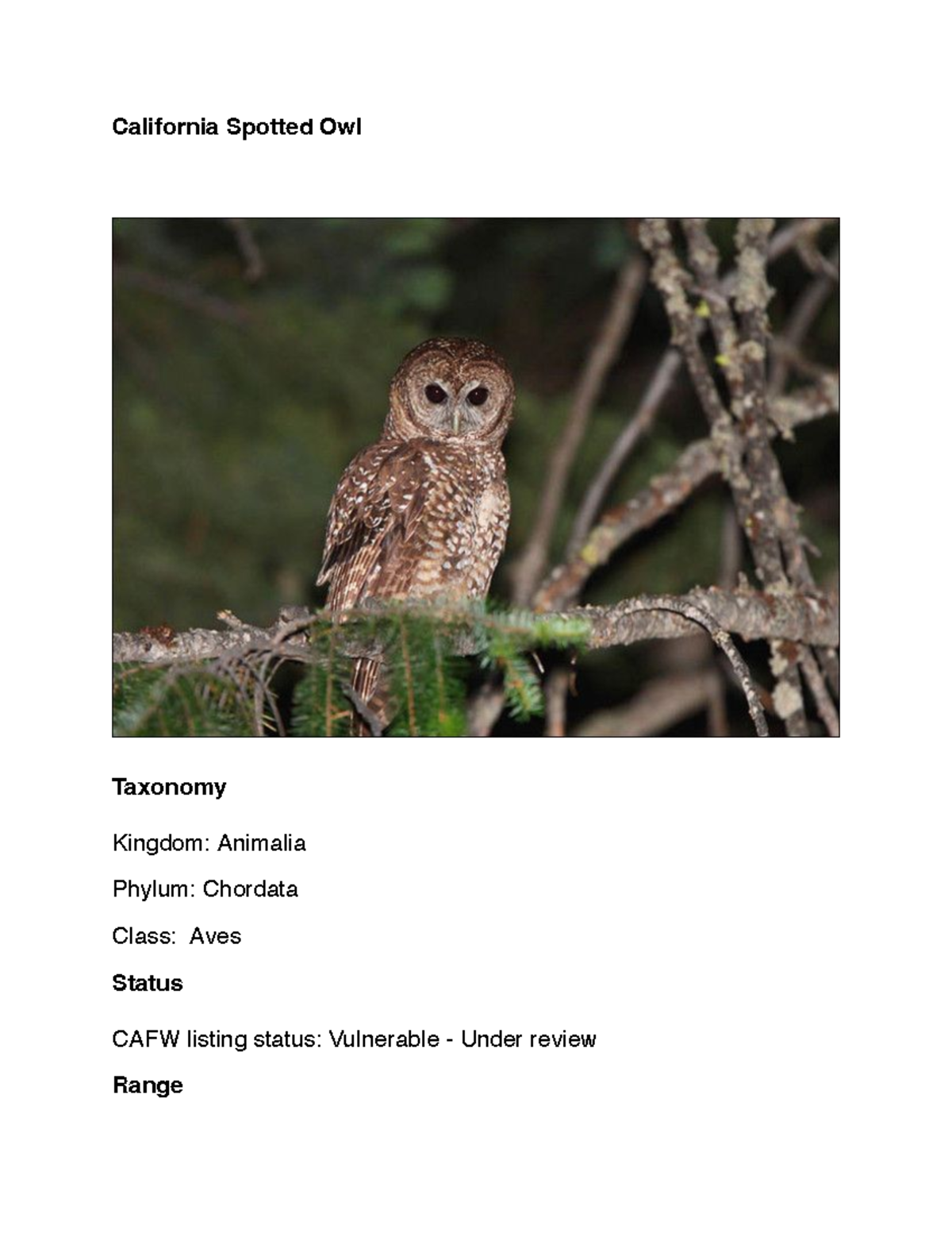 California Spotted Owl / Biology - California Spotted Owl Taxonomy ...