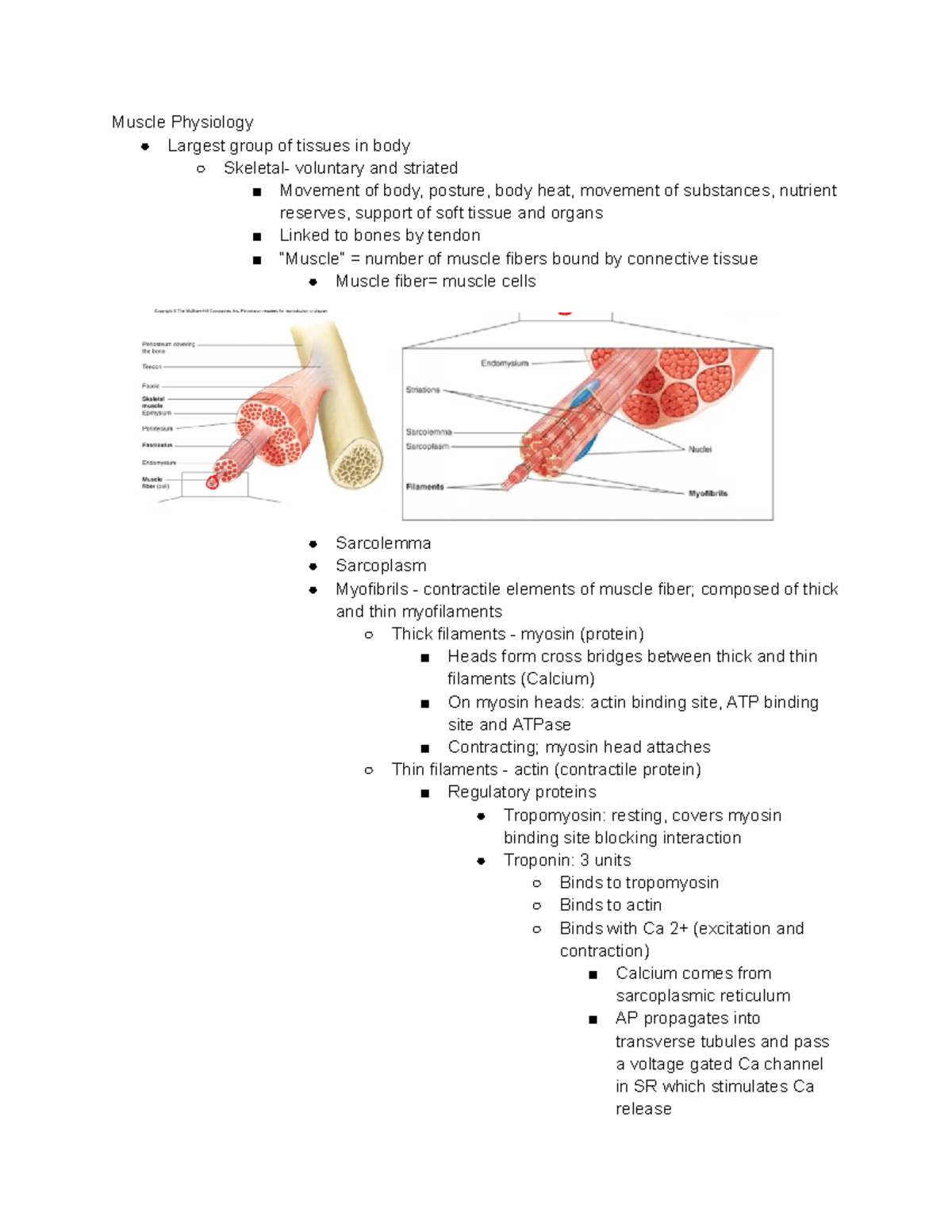 Human Physiology Notes Exam 3 - Muscle Physiology Largest group of ...