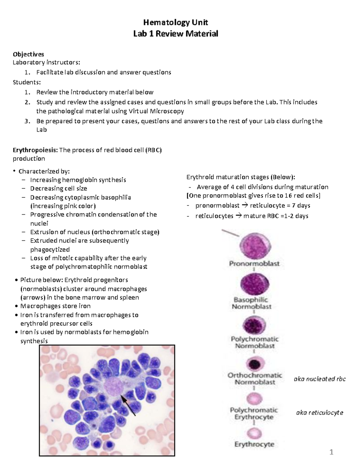 Hema Lab 1Presentation - Hematology Unit Lab 1 Review Material ...