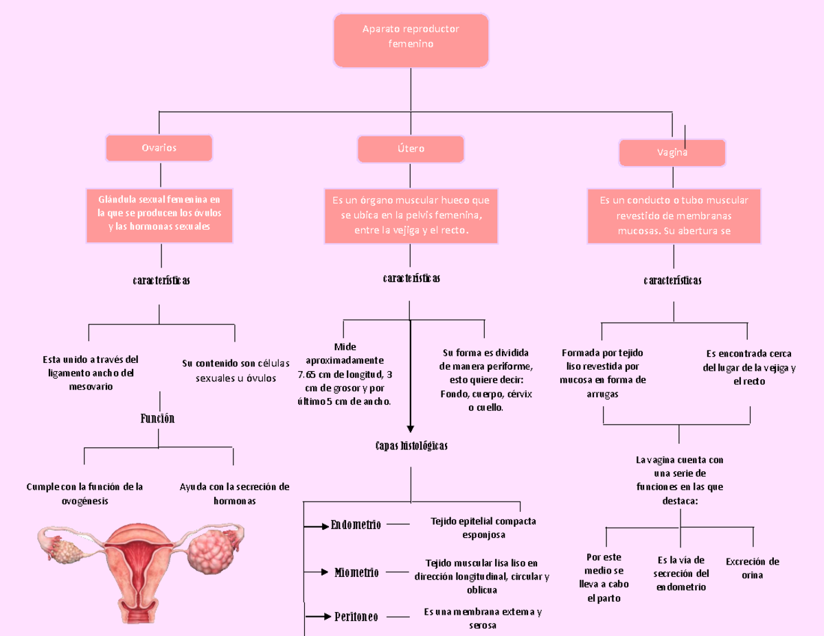 Aparatos reproductores, masculino y femenino - Aparato reproductor ...