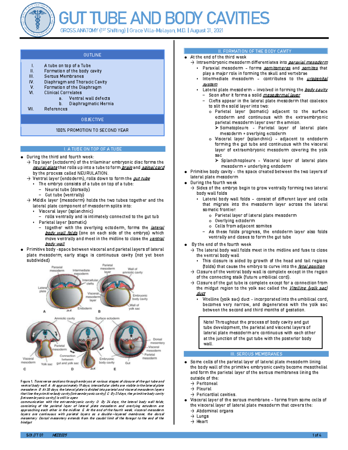 The Gut Tube and Body Cavities - S 01 // T 07 MED2025 1 of 4 OUTLINE I ...