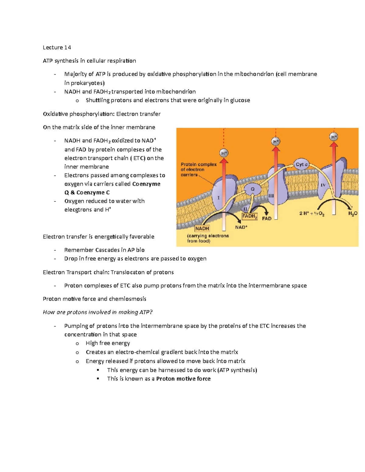 Lecture 14 Biology - Lecture 14 ATP synthesis in cellular respiration ...