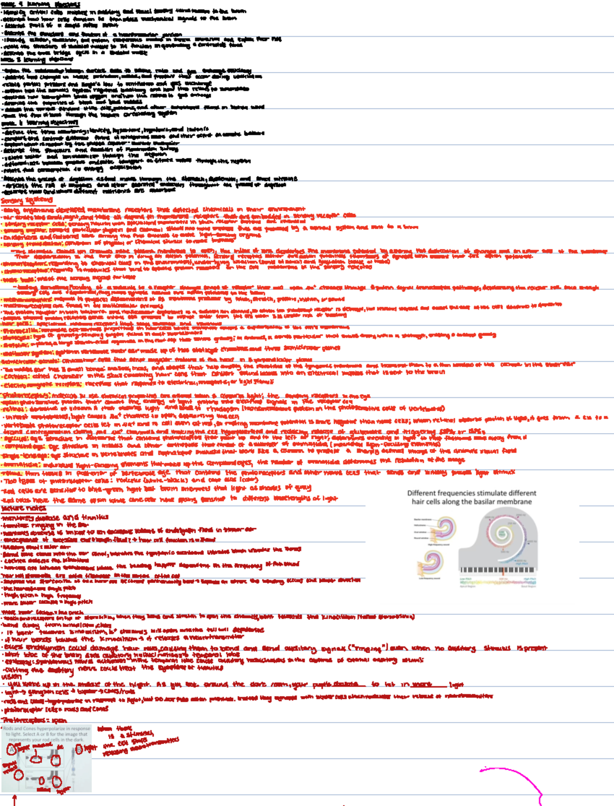 7c midterm 2 - Summary Human Physiology - an EE s i immune EE E EEE IE ...