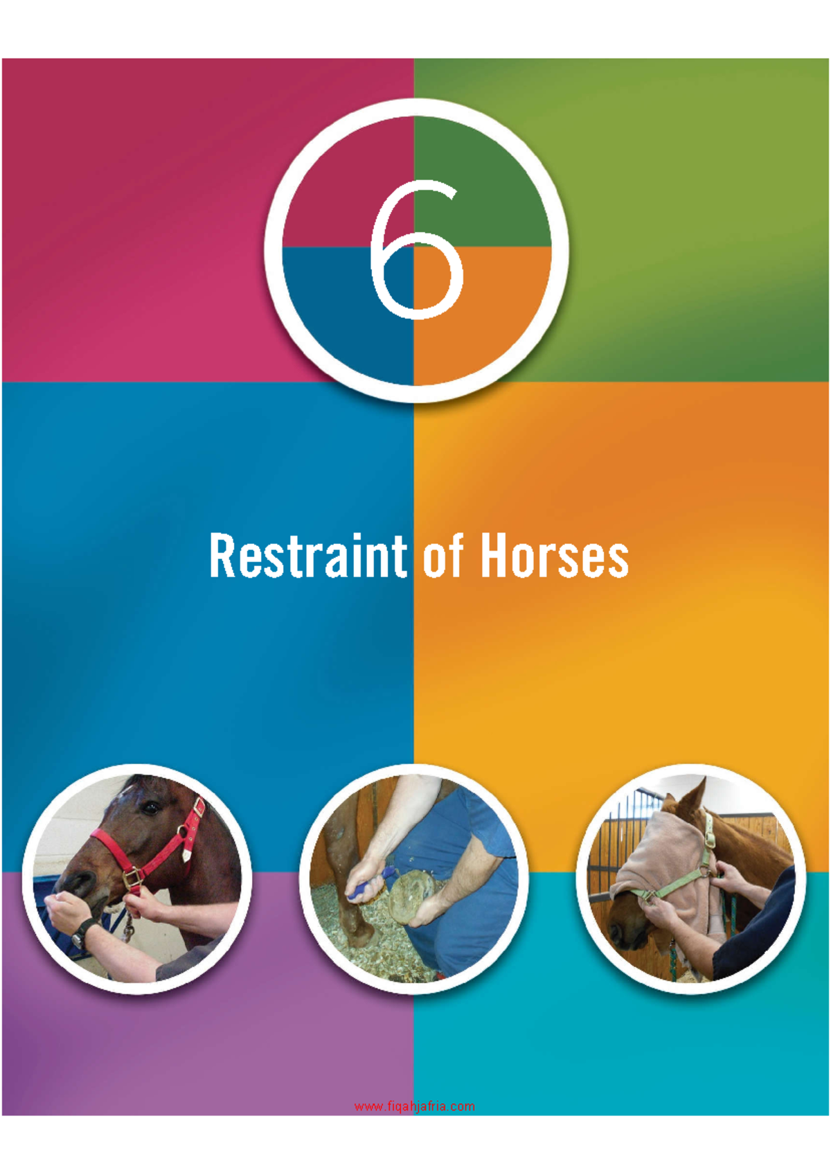 Restraint of horses - for student - Restraint of Horses 6 132 Animal ...