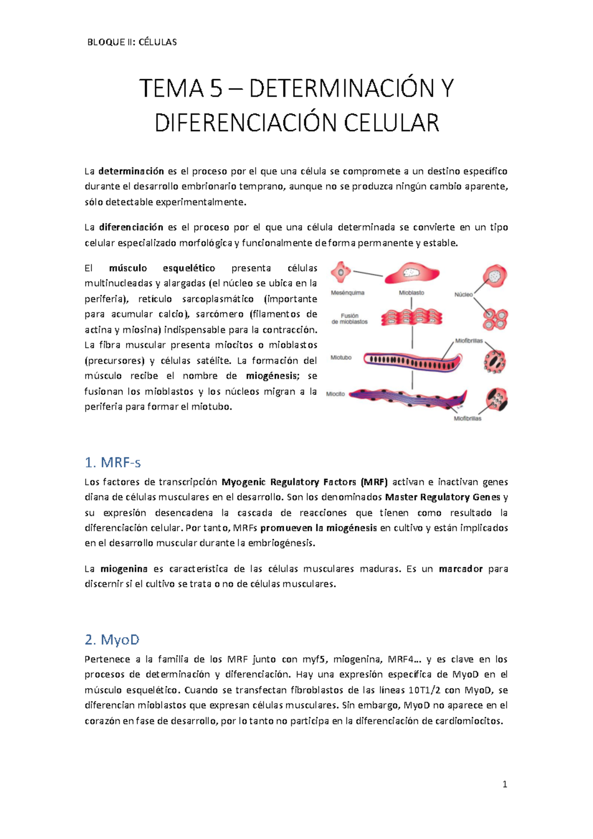 Tema 5 - Determinación y Diferenciación Celular - Warning: TT: undefined function: 32 Warning ...