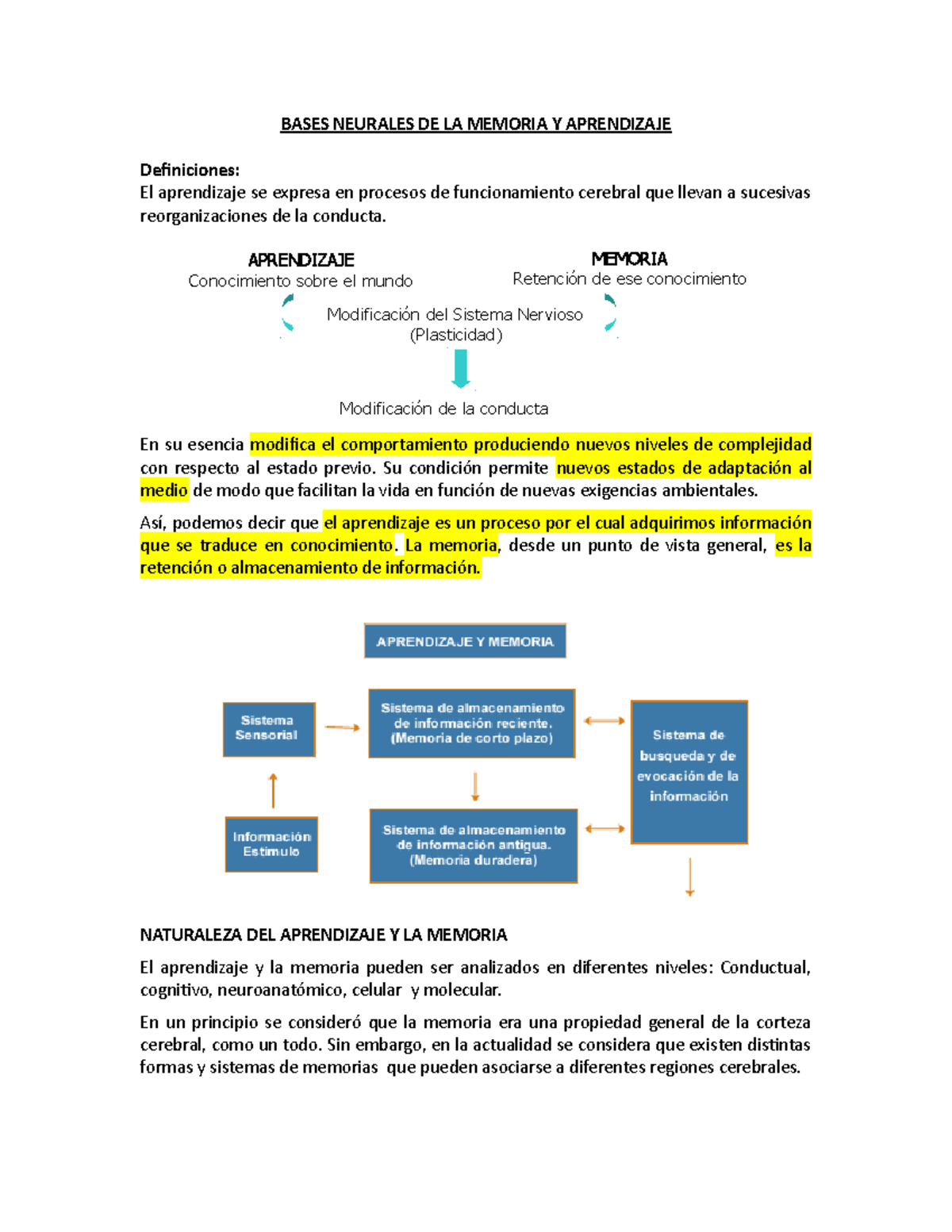 Taller Bases Neuronales DE LA Memoria - BASES NEURALES DE LA MEMORIA Y ...