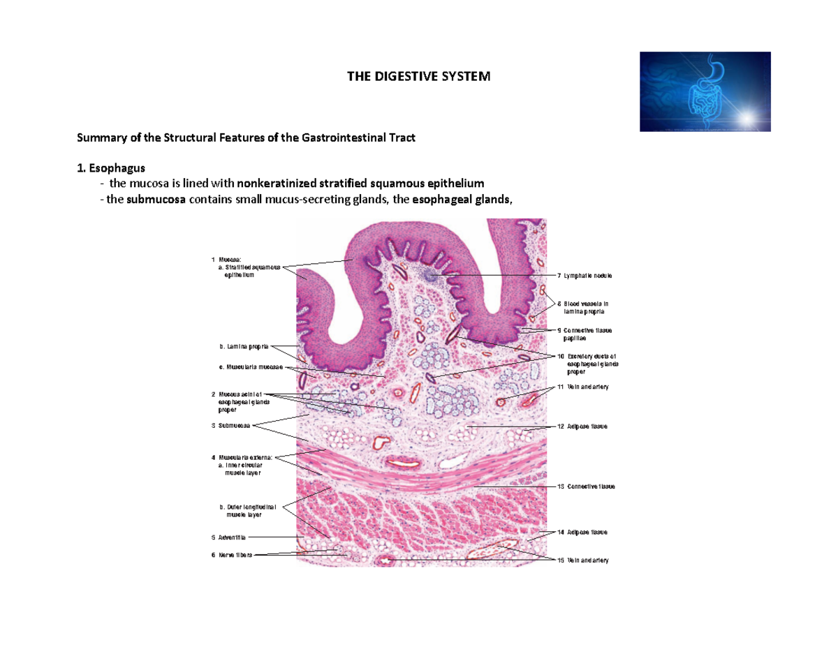 Digestive-System LEC-1 - THE DIGESTIVE SYSTEM Summary of the Structural ...