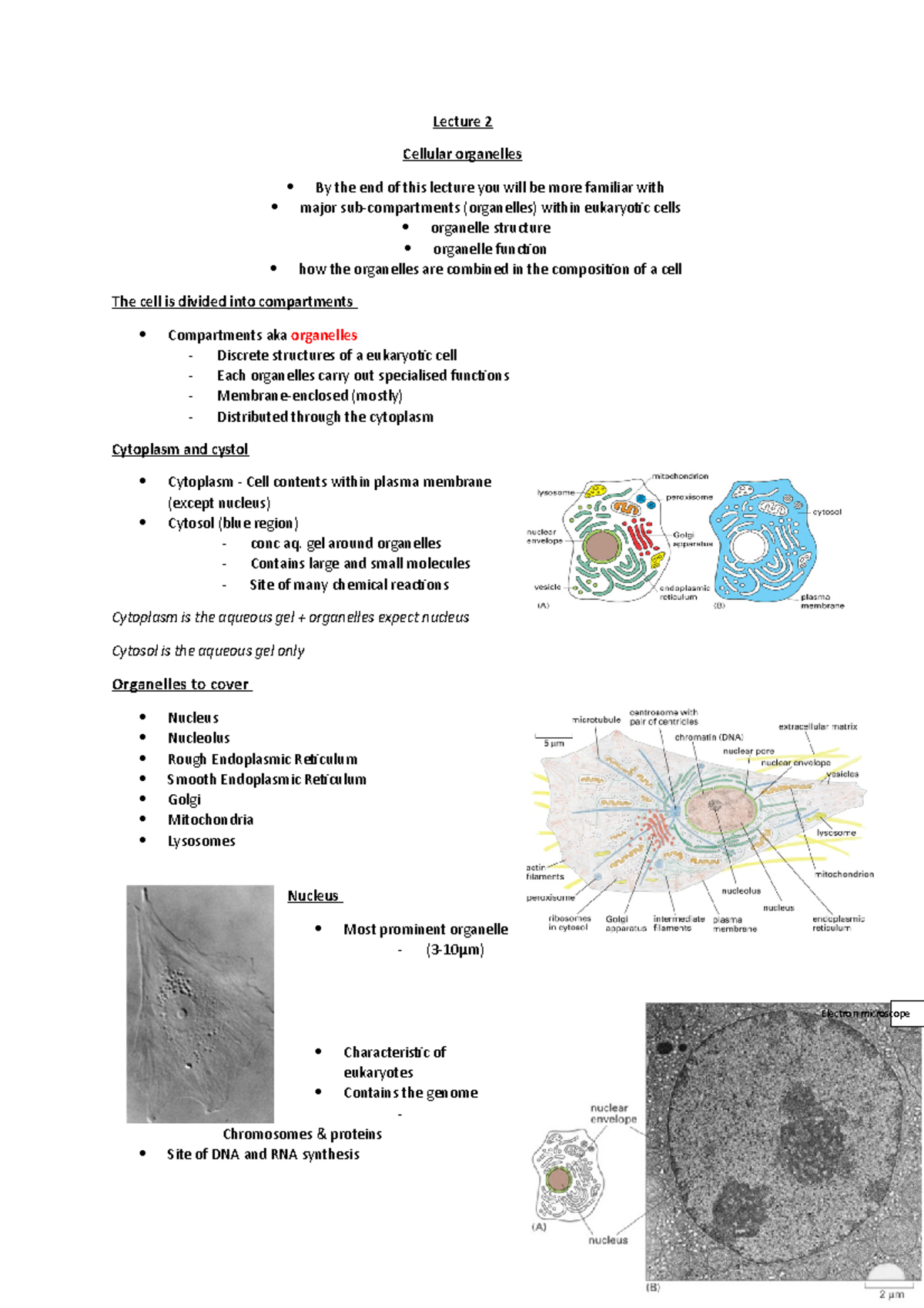 Lecture 2 - Cell biology - Lecture 2 Cellular organelles By the end of ...