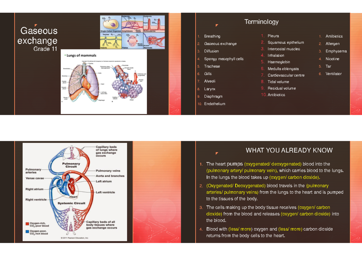 Gaseous-exchange-grade-11 edited - z Gaseous exchange Grade 11 z ...