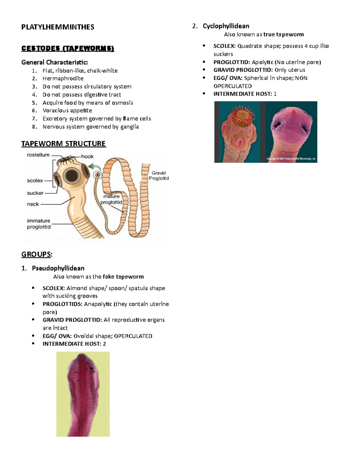 Platylhemminthes- Cestodes - PLATYLHEMMINTHES 2. Cyclophyllidean ...