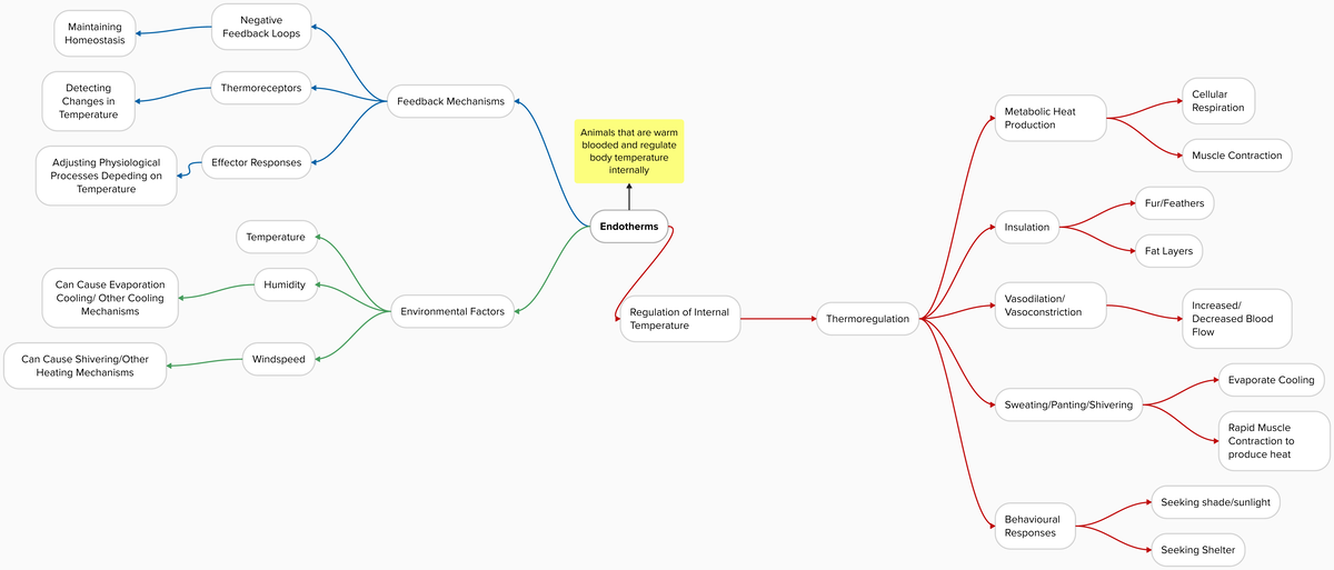 Concept Map 2024-04-03 15-19-25 - Endotherms Regulation of Internal ...