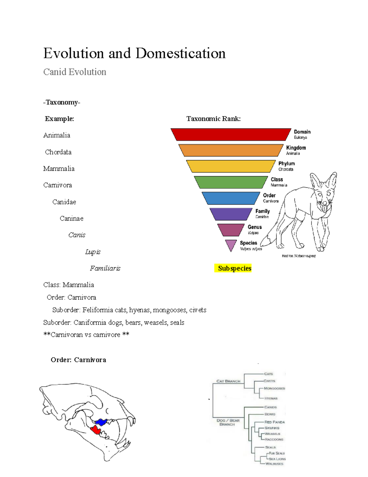 ANBI 360 exam review - Evolution and Domestication Canid Evolution ...