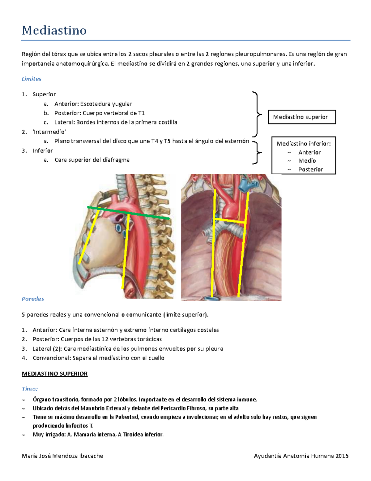Mediastino y retorno venoso - Mediastino del que se ubica entre los 2 ...