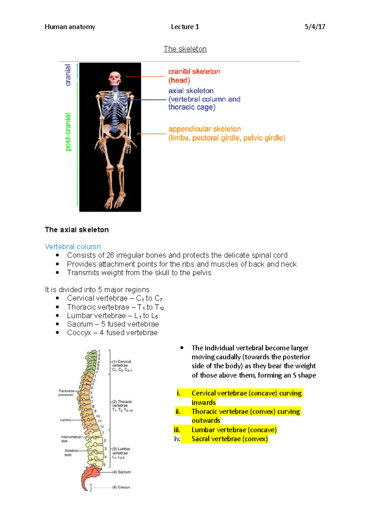 The skeleton - Lecture notes 4 - Human anatomy Lecture 1 5/4/17 The ...