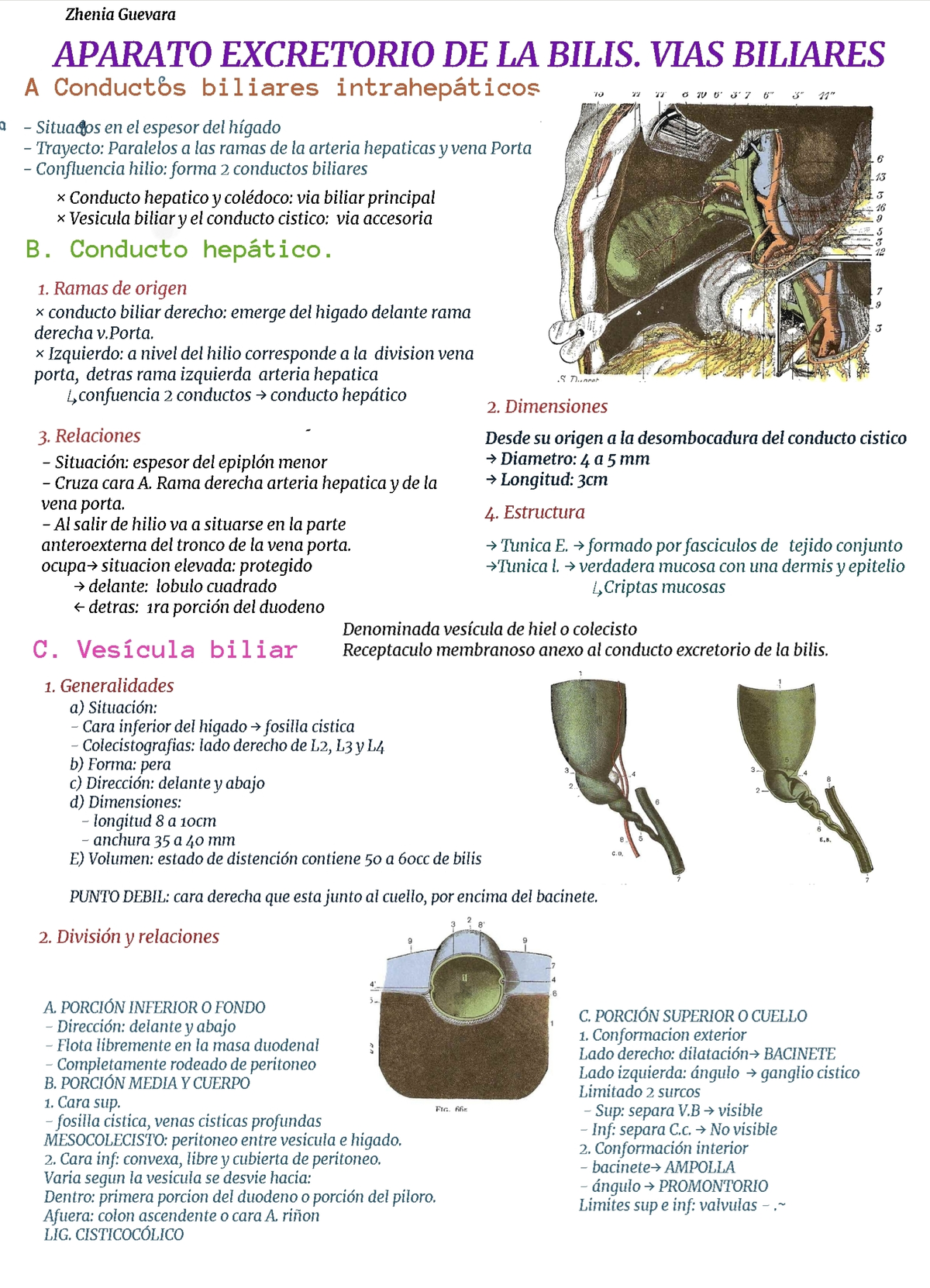 VIAS Biliares Parte 1 1 - Zhenia Guevara APARATO EXCRETORIO DE LA BILIS ...