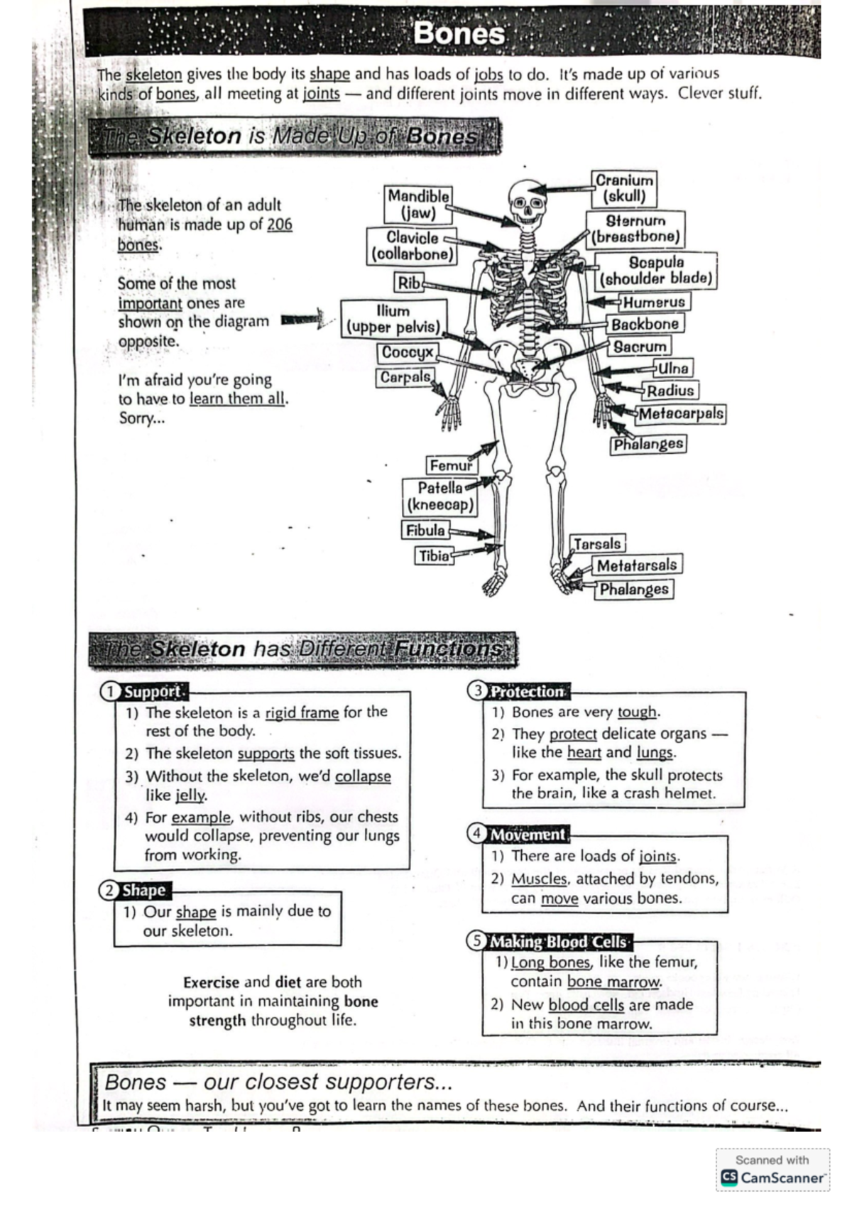 Module-2 - FAR - Bones The skeleton gives the body its shape and has loads of jobs to do. made ...