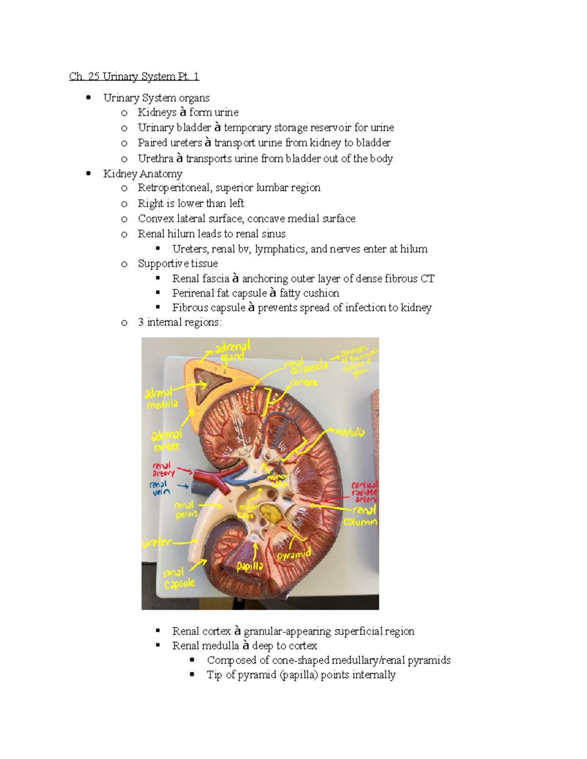 Anatomy Final - Notes - Ch. 25 Urinary System Pt. 1 Urinary System ...