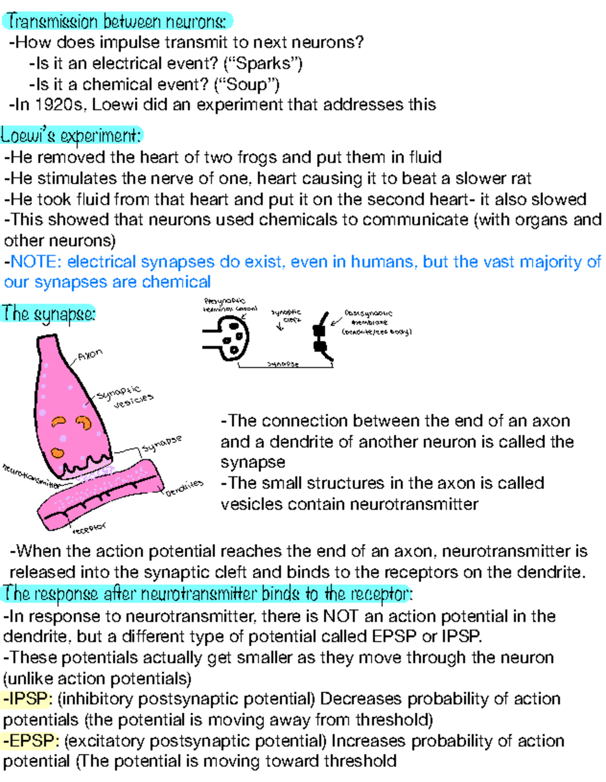Biopsych Lecture 3 - Transmission between neurons: -How does impulse ...