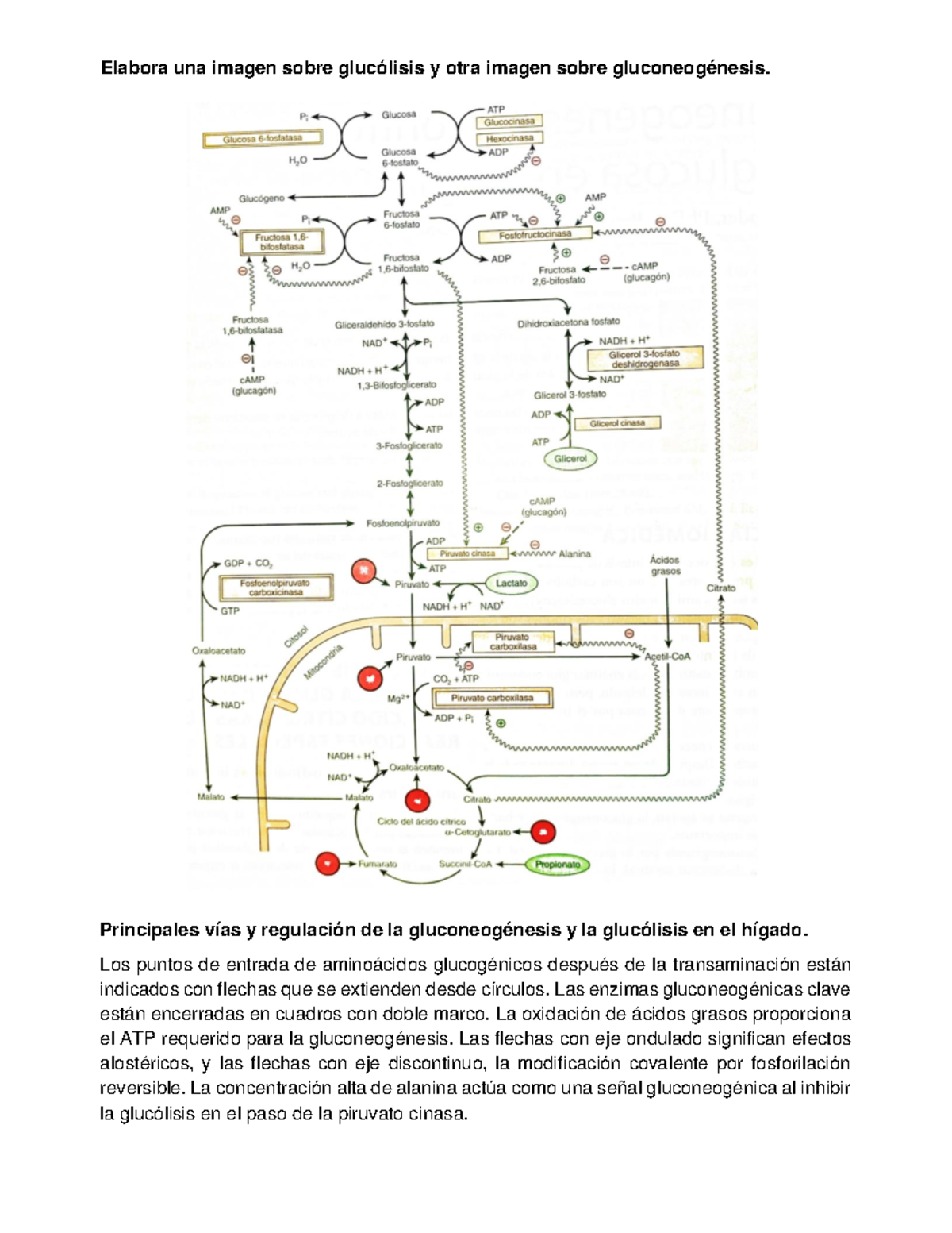 Gluconeogenesis y Glucólisis del Hígado en Bioquímica - Principales ...