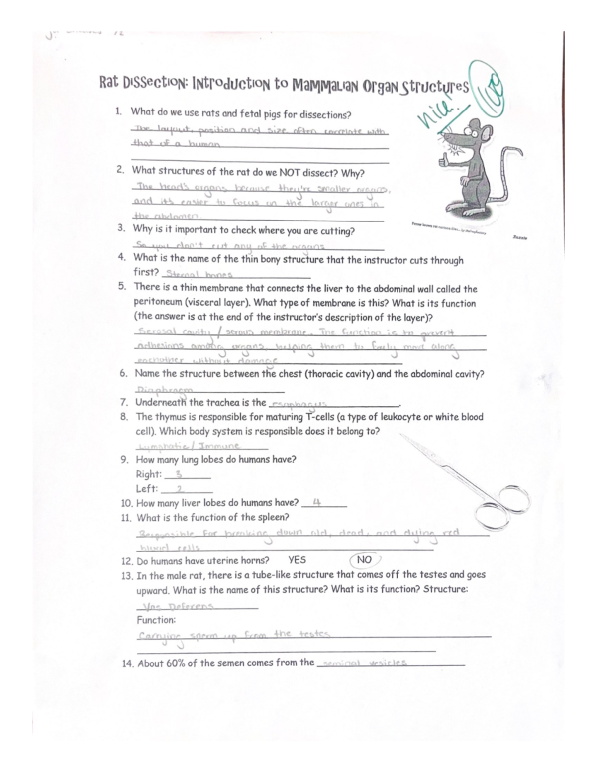 Rat dissection: Introduction to mammalian organ structures - Studocu