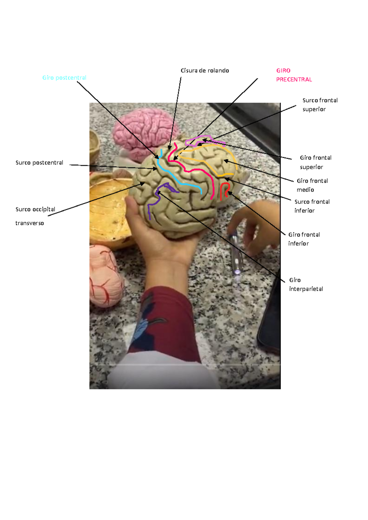 Anatoxdd - Cisura de rolando GIRO Giro postcentral PRECENTRAL Surco ...