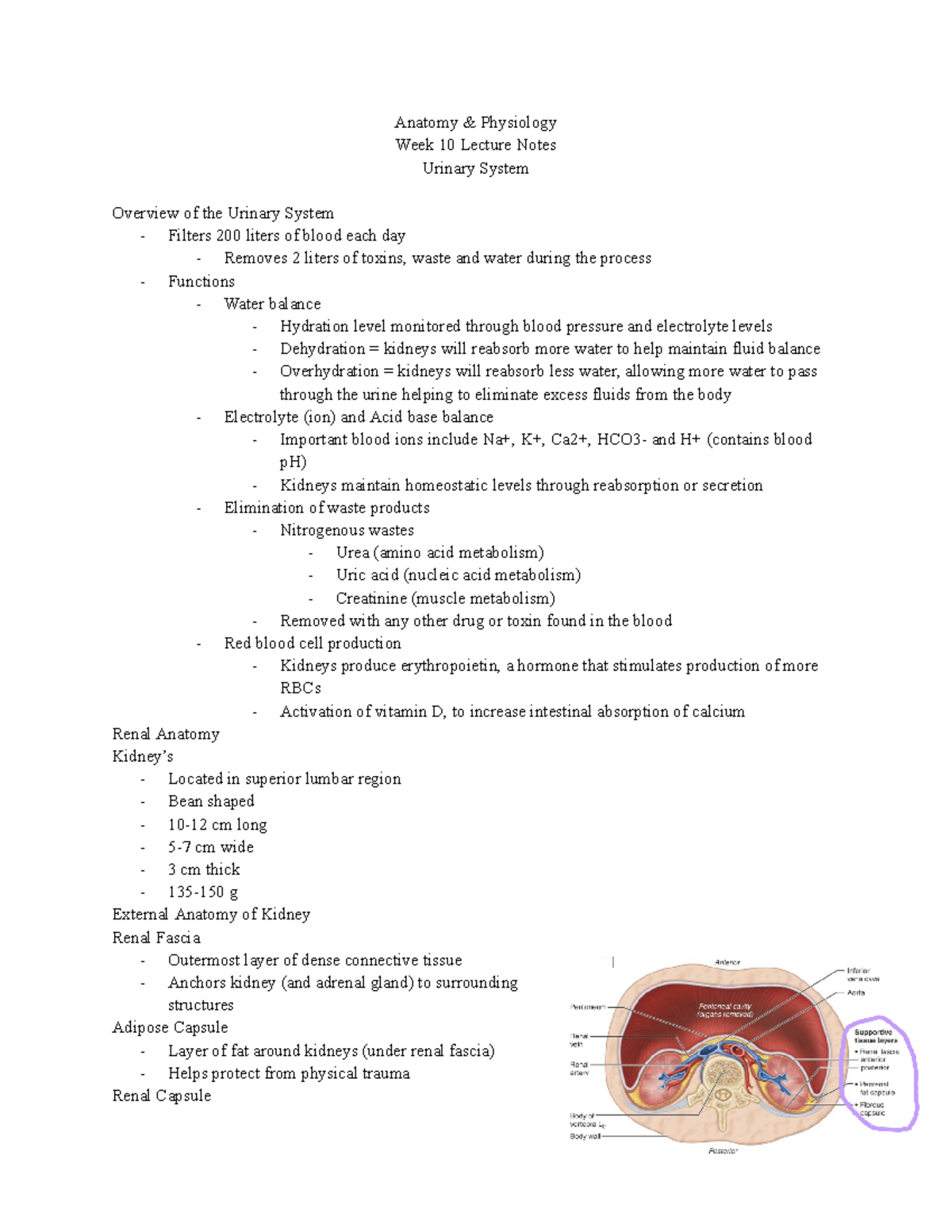 Anatomy & Physiology - study notes - Anatomy & Physiology Week 10 ...