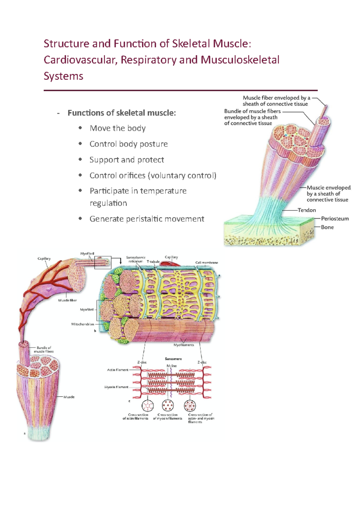 SF skeletal muscle CRMS - Structure and Function of Skeletal Muscle ...