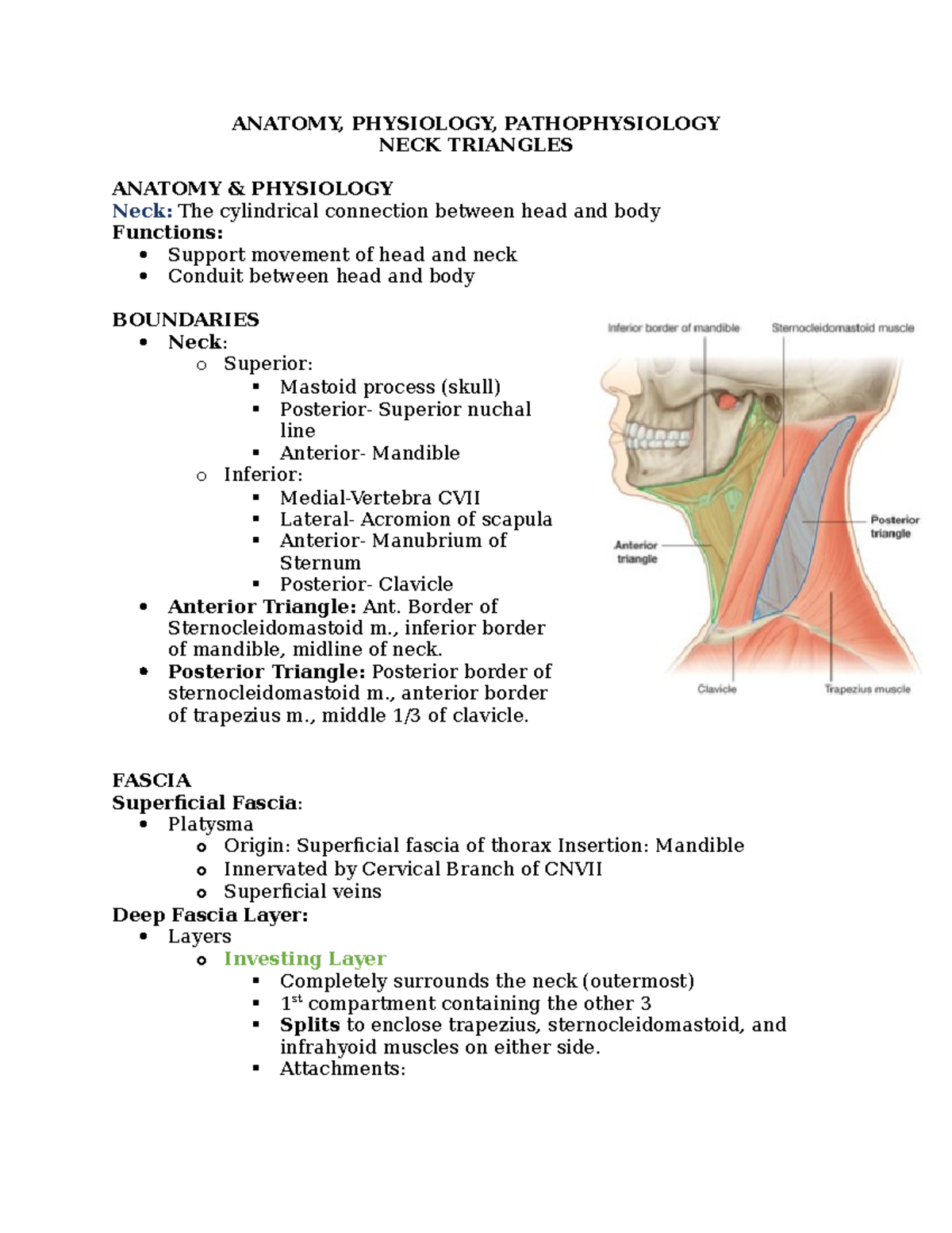 NECK Triangles Anat Patho - ANATOMY, PHYSIOLOGY, PATHOPHYSIOLOGY NECK ...