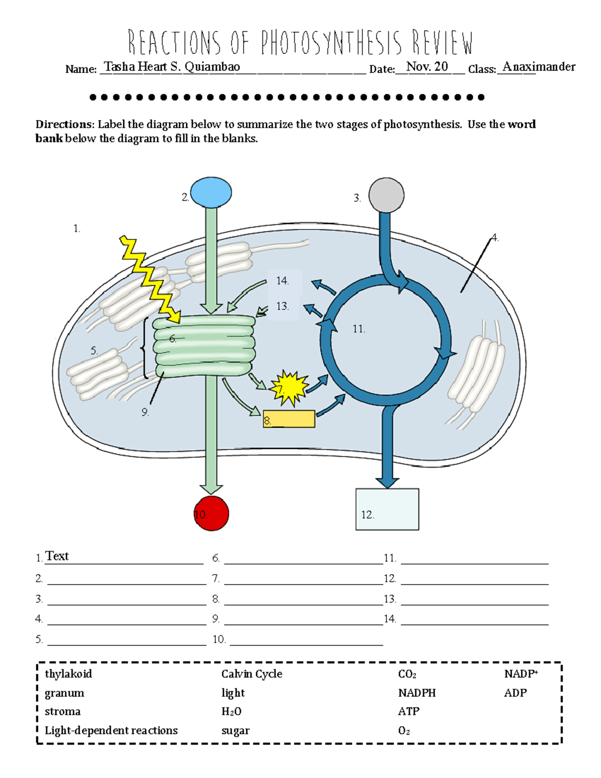 Light-reactions - Light reactions - Reactions of Photosynthesis Review ...