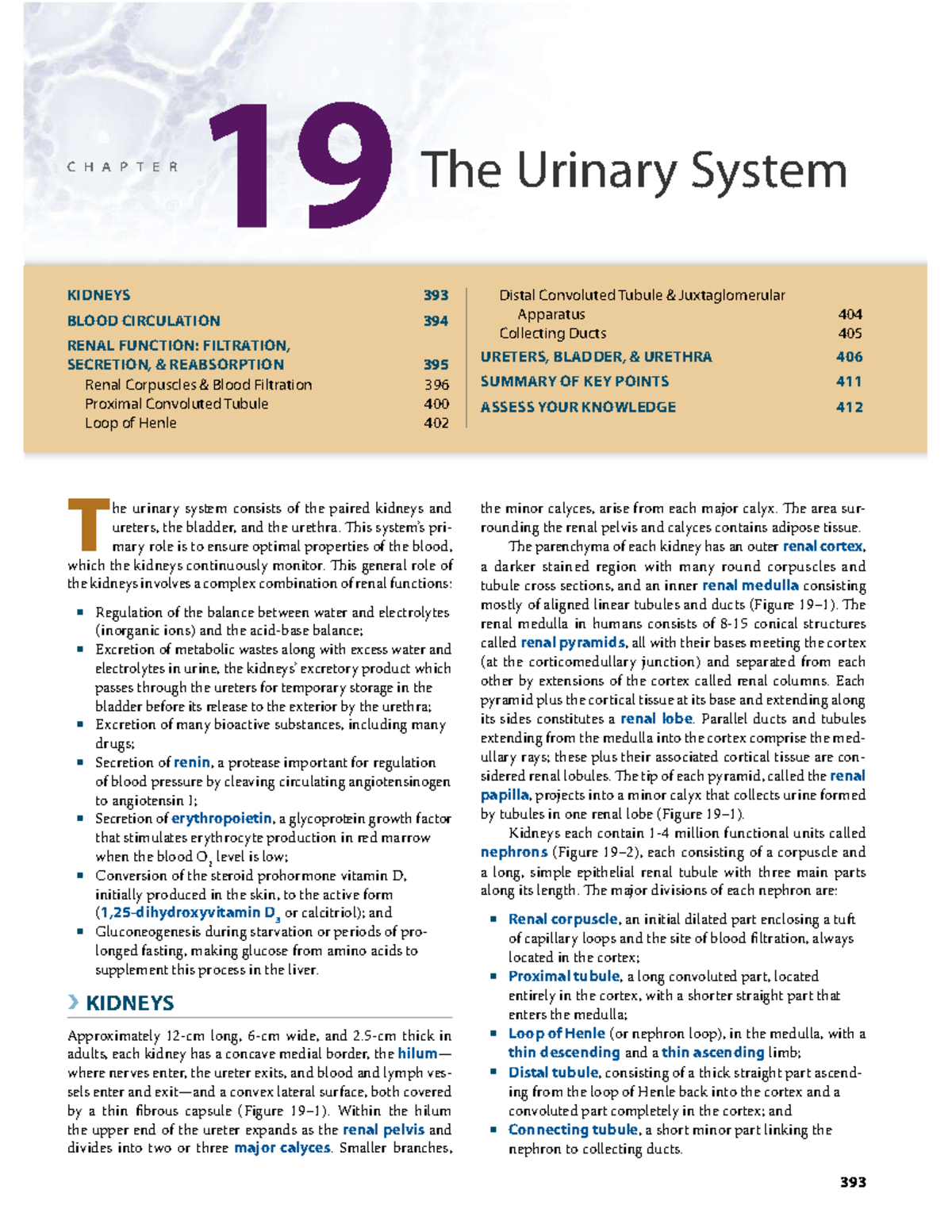 Uniary-histo - radio - 393 T he urinary system consists of the paired ...