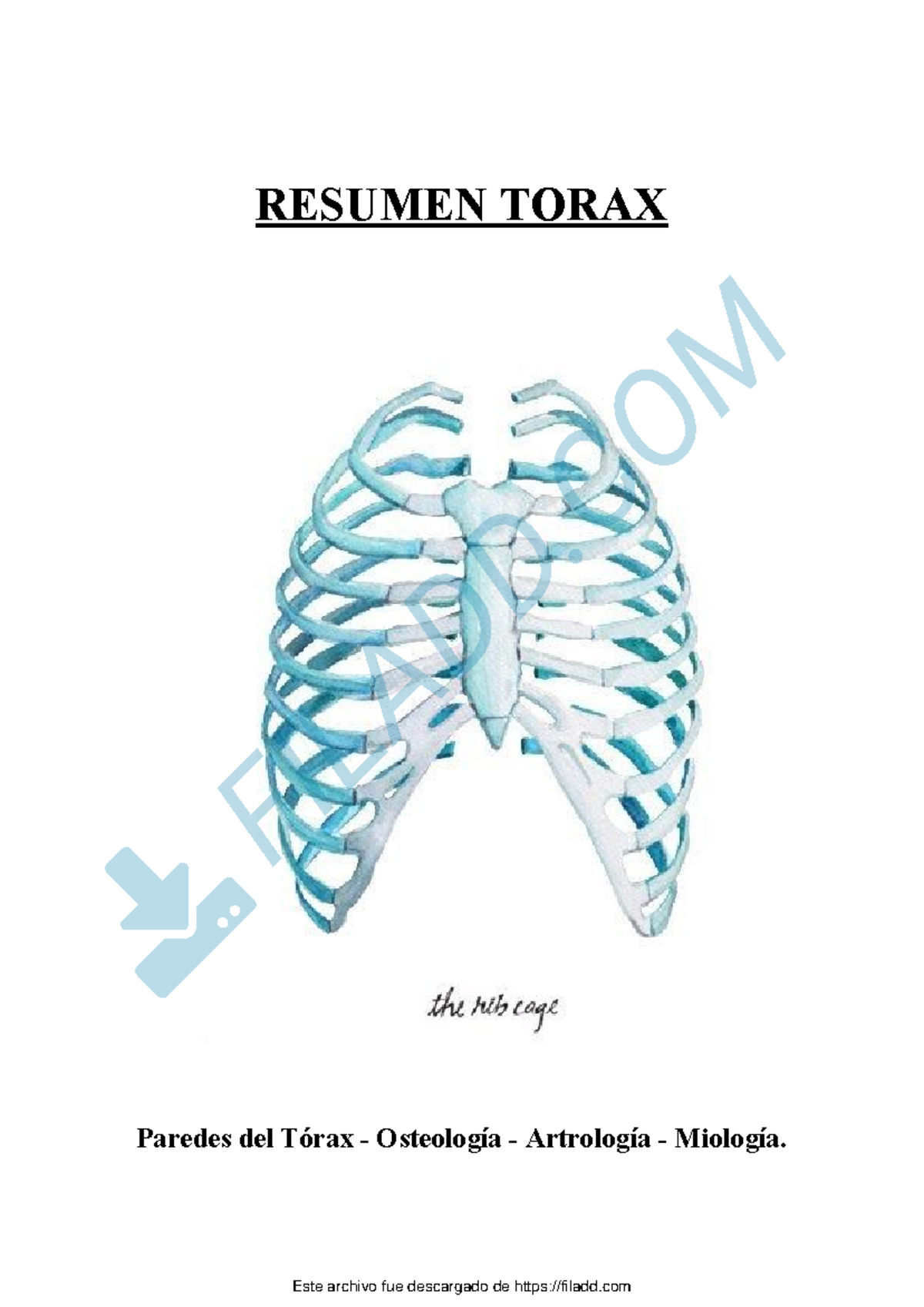 Resumen Torax - RESUMEN TORAX Paredes del Tórax - Osteología ...