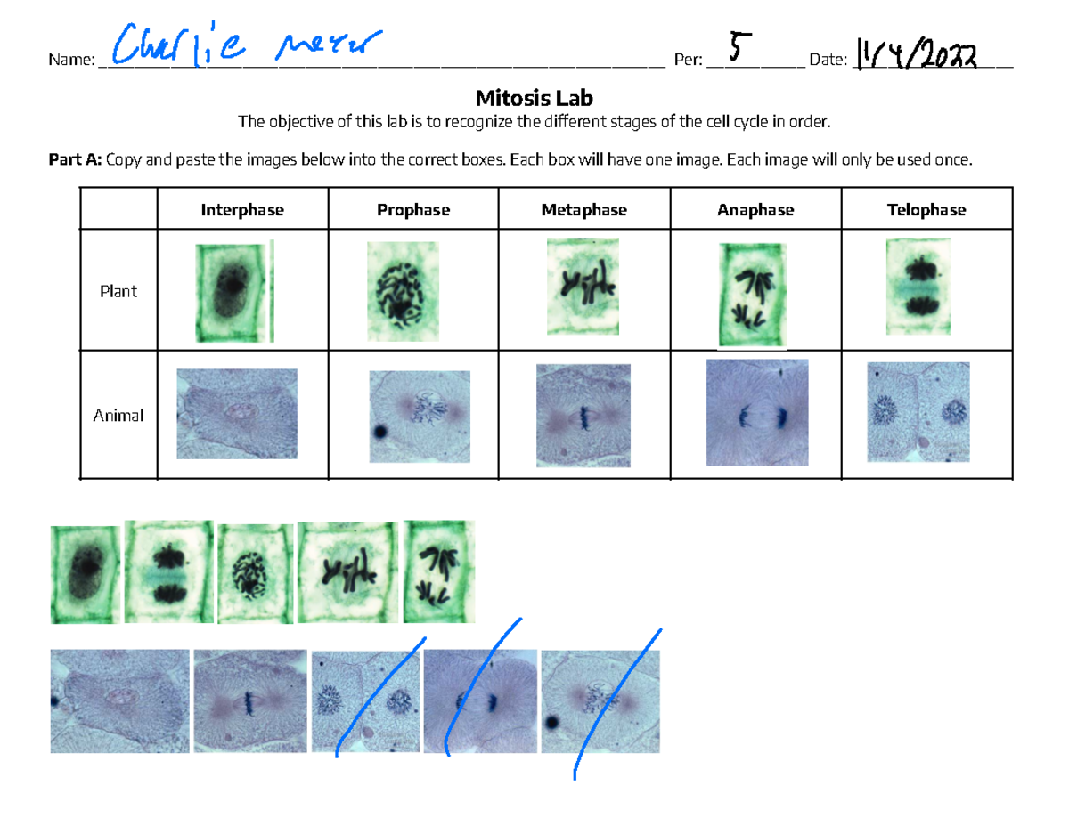 2022 Mitosis Lab - Biology - Name