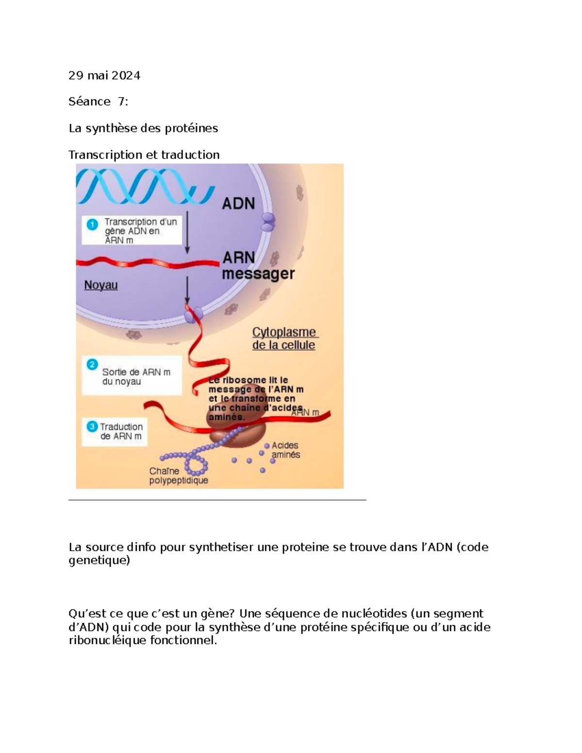 Bio final - Notes de cours - 29 mai 2024 Séance 7: La synthèse des ...