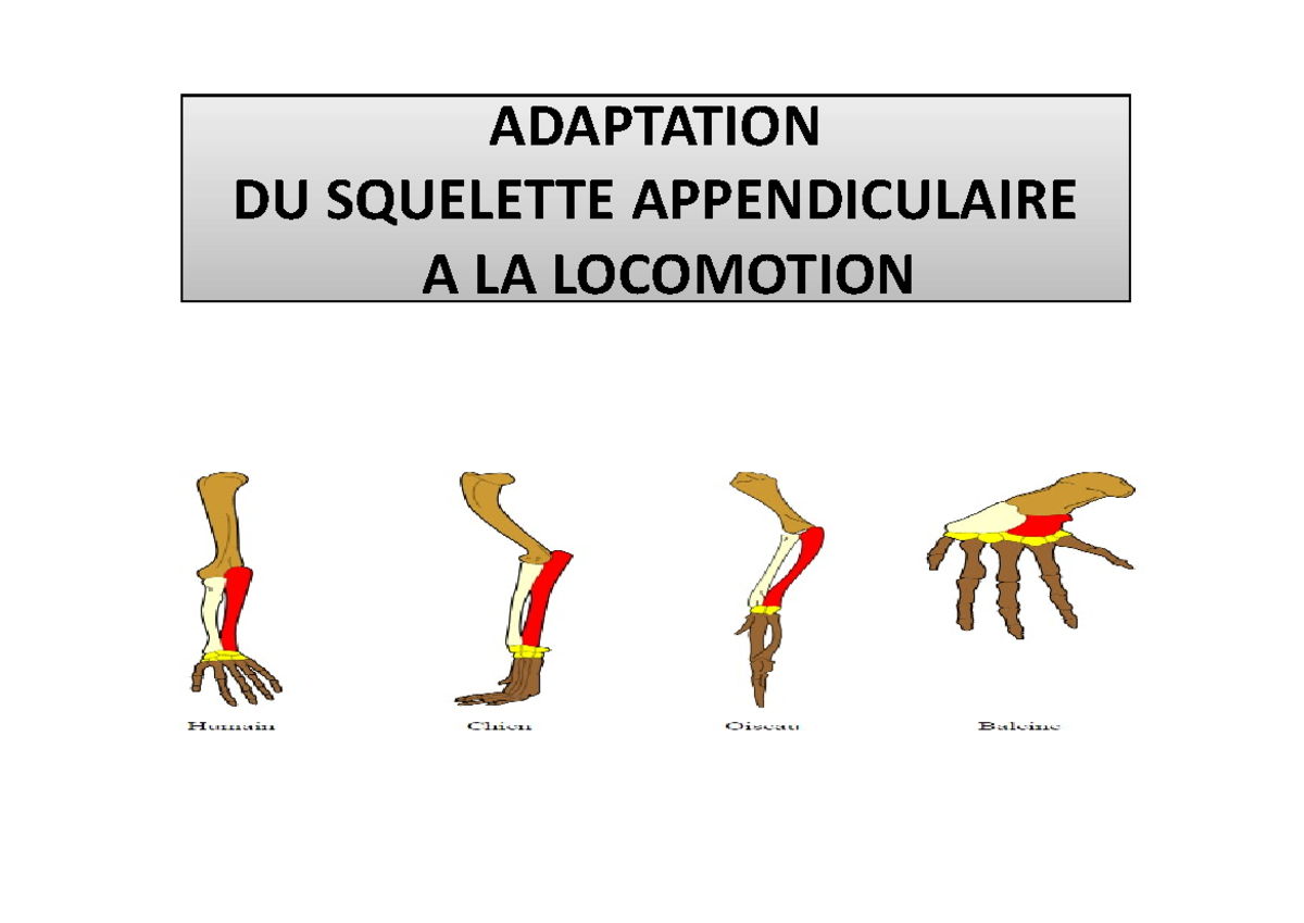 Adaptation du chiridium des vertébrés - ADAPTATION A LA LOCOMOTION ...