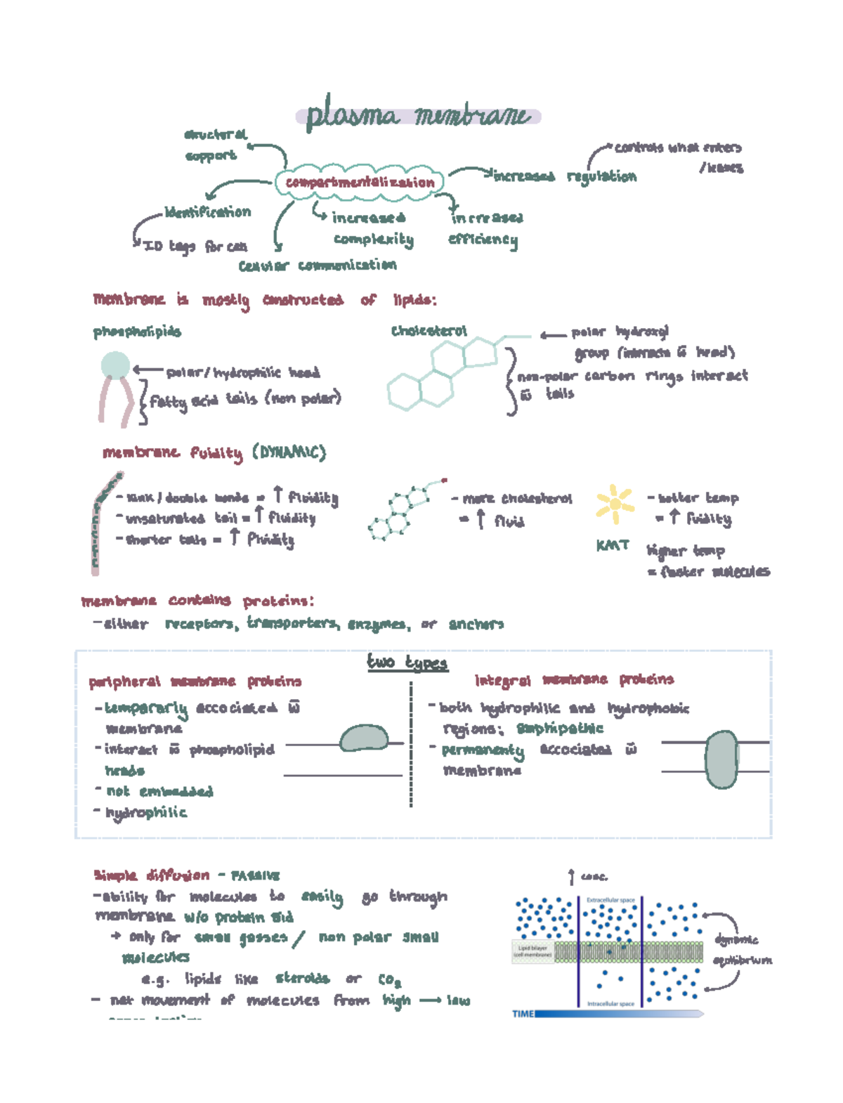 Membrane proteins - Handwritten Notes - plasma membrane structural ...