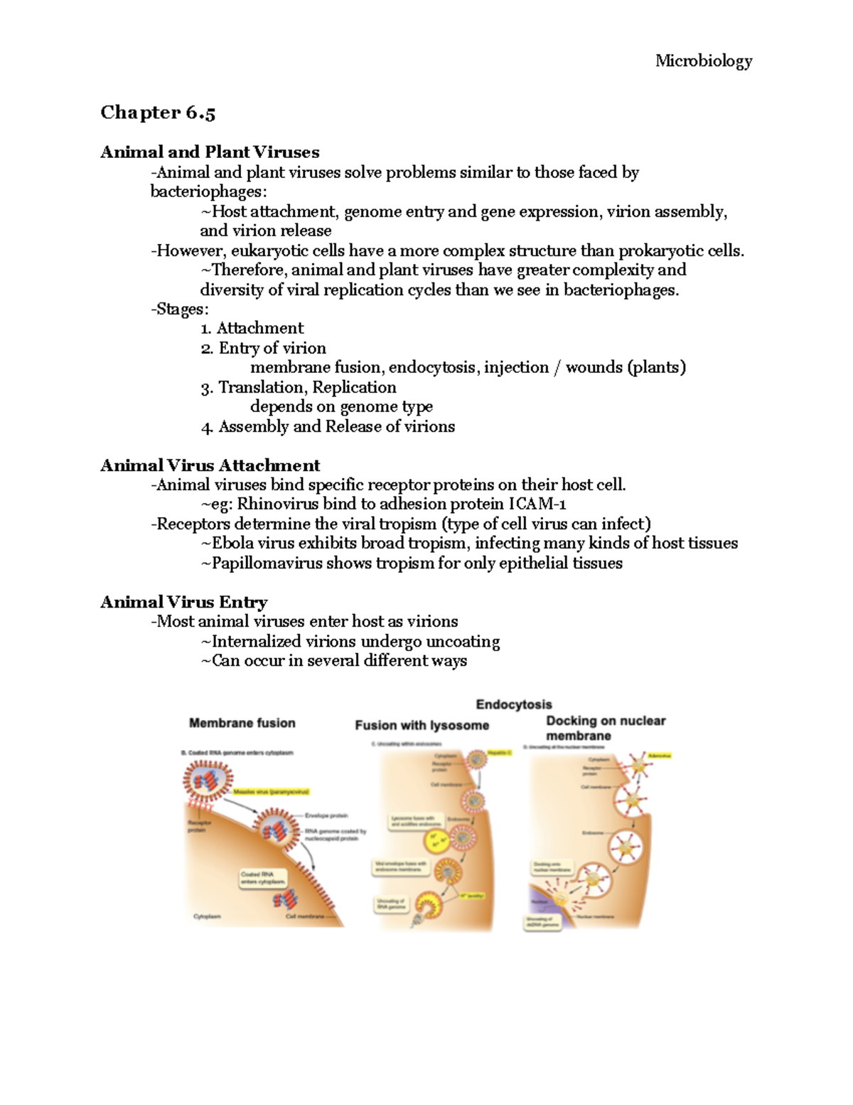 Micro 6.5 Outline - Microbiology Chapter 6. Animal and Plant Viruses ...