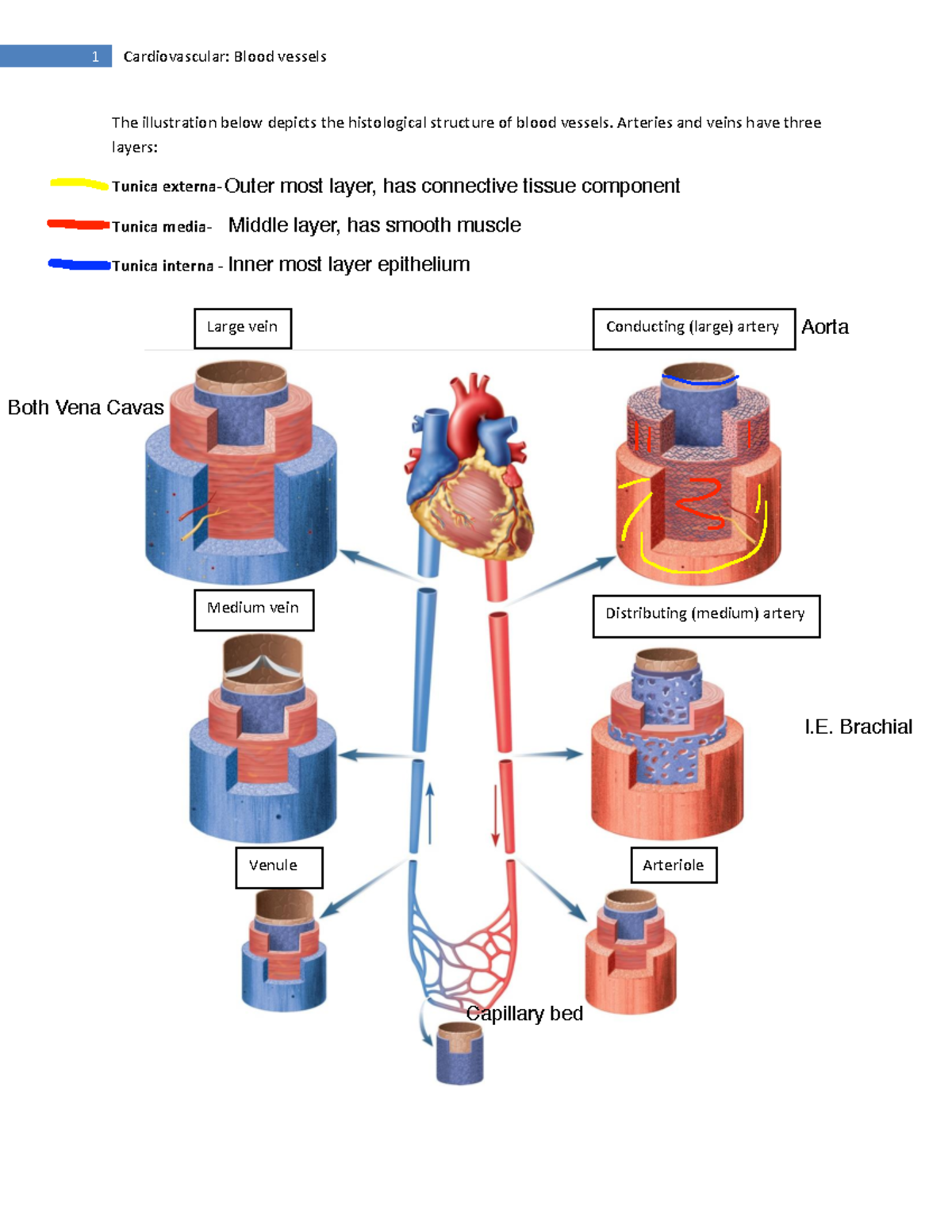 8. Cardiovascular -blood vessels - Handout - The illustration below ...