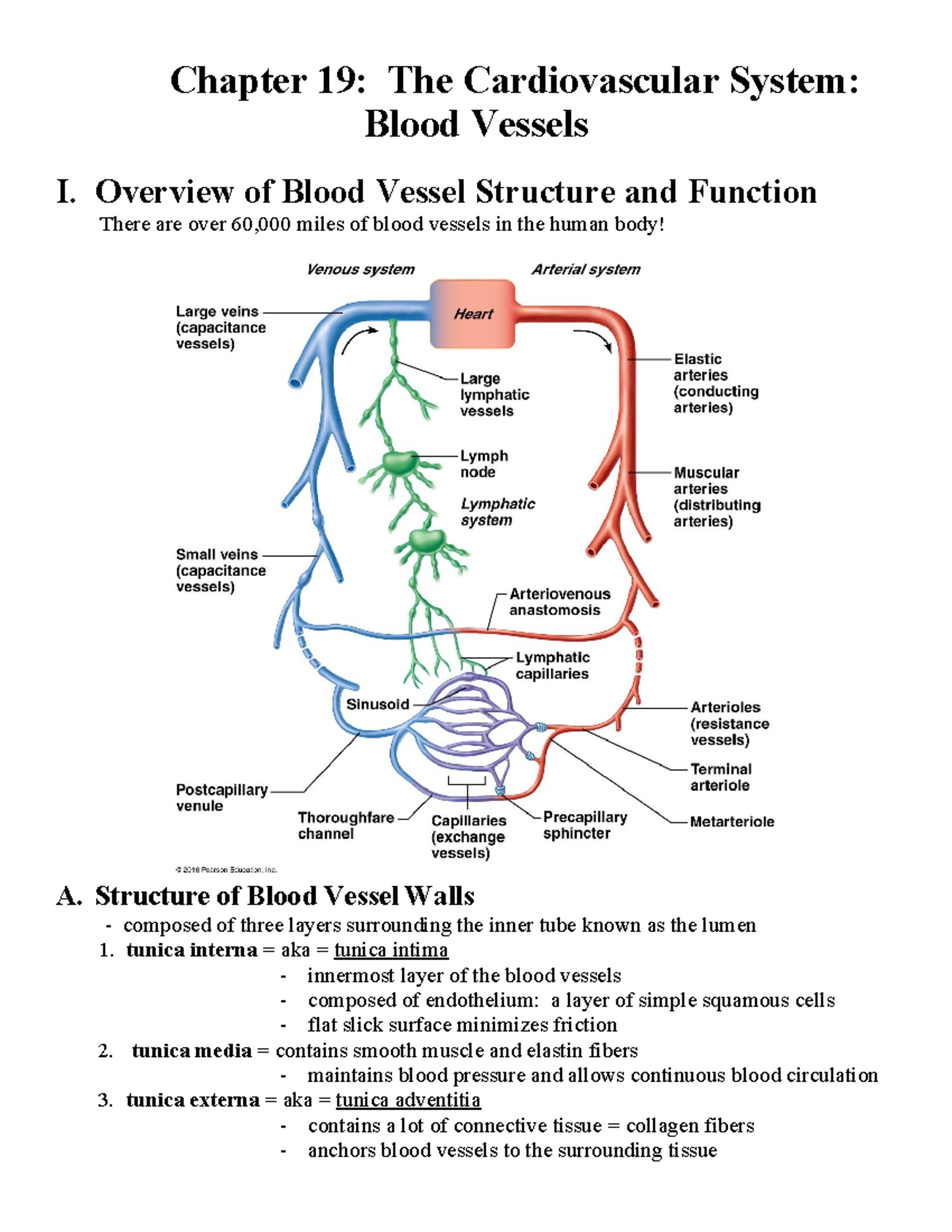 Marieb Chapter 19 - Summer Semester 2022 - Chapter 19: The ...