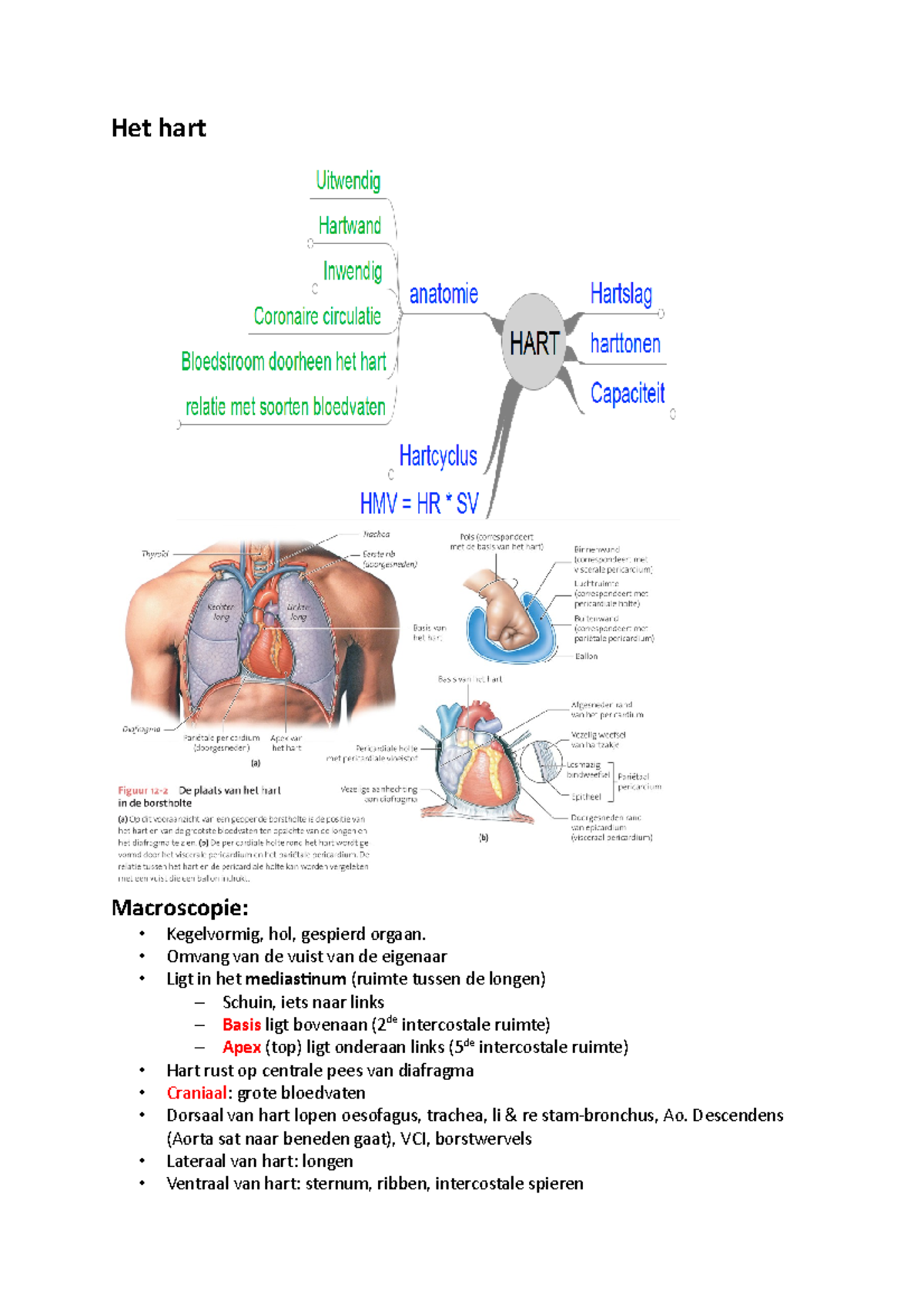 Het hart - Theorie + afbeeldingen - Het hart Macroscopie: Kegelvormig ...