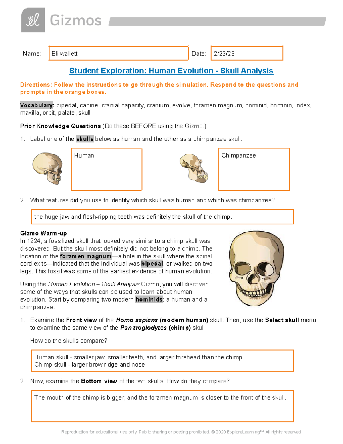 Copy of Copy of Human Evolution SE - Name: Eli wallett Date: 2/23 ...