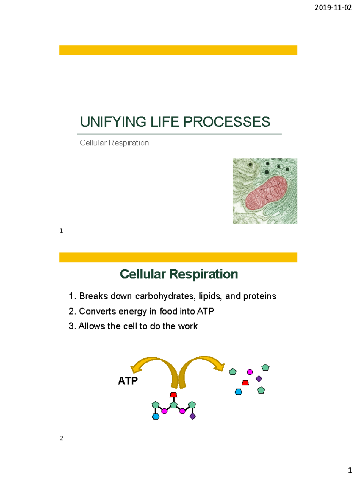 BI110-Chapter 5-F2019-2 - UNIFYING LIFE PROCESSES Cellular Respiration ...