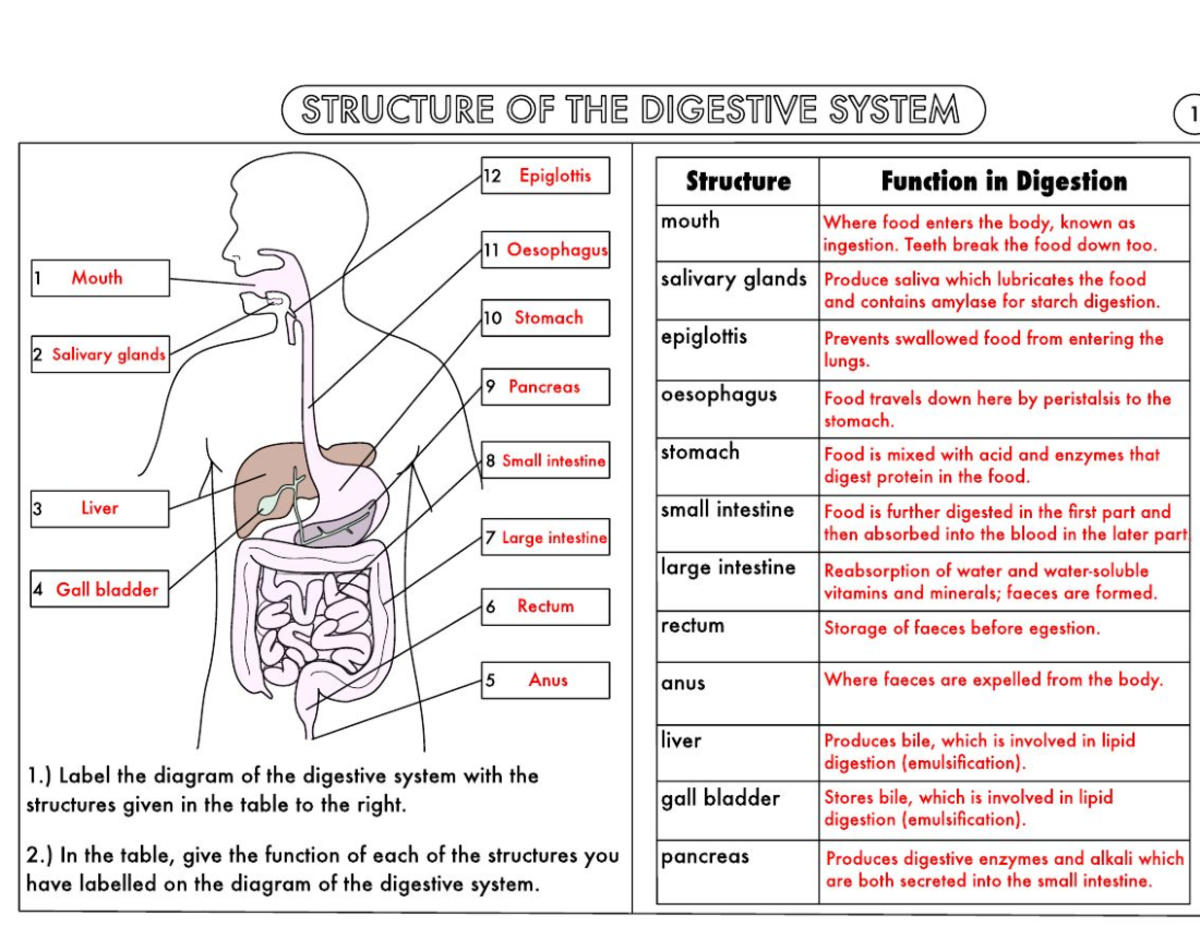 Structure of the Digestive System Review-AK - FMS 2023 - Studocu